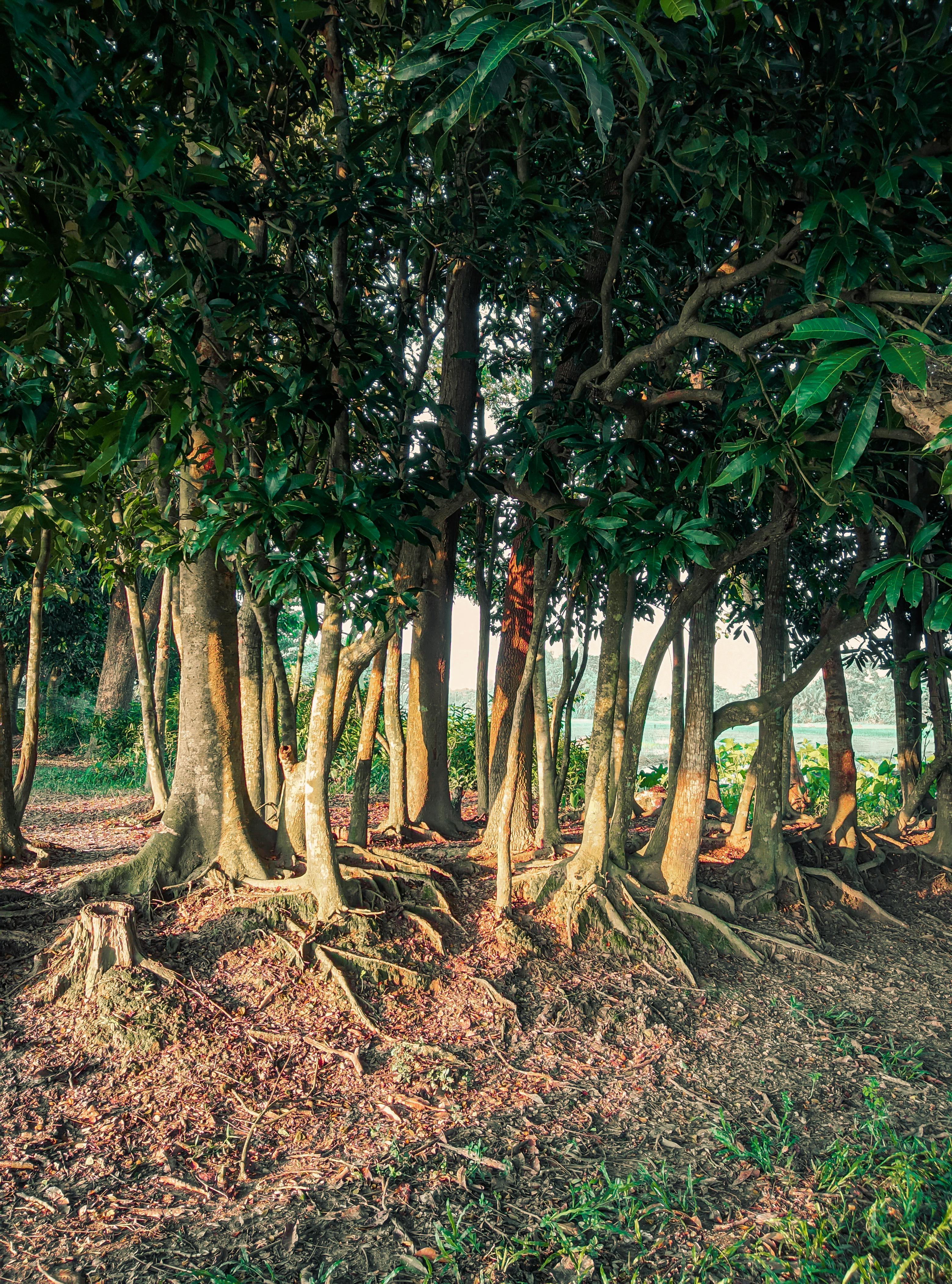 Photography of Forest · Free Stock Photo