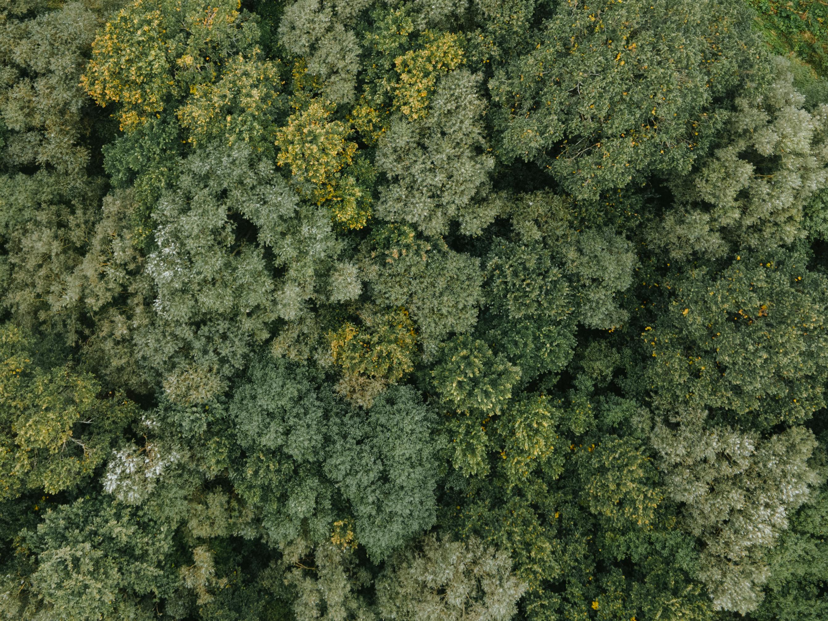 Aerial Footage of Green Trees · Free Stock Photo