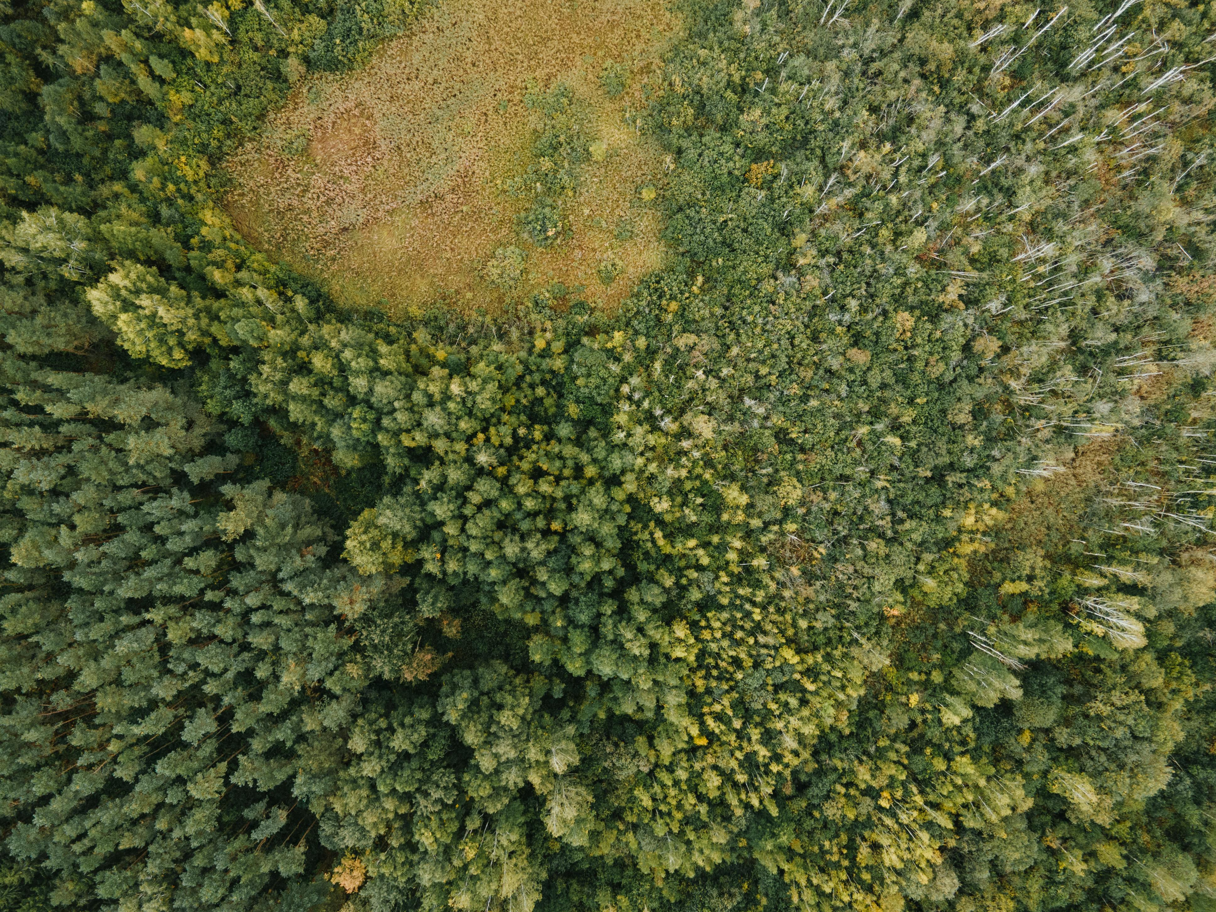Bird's-eye View of a Forest · Free Stock Photo