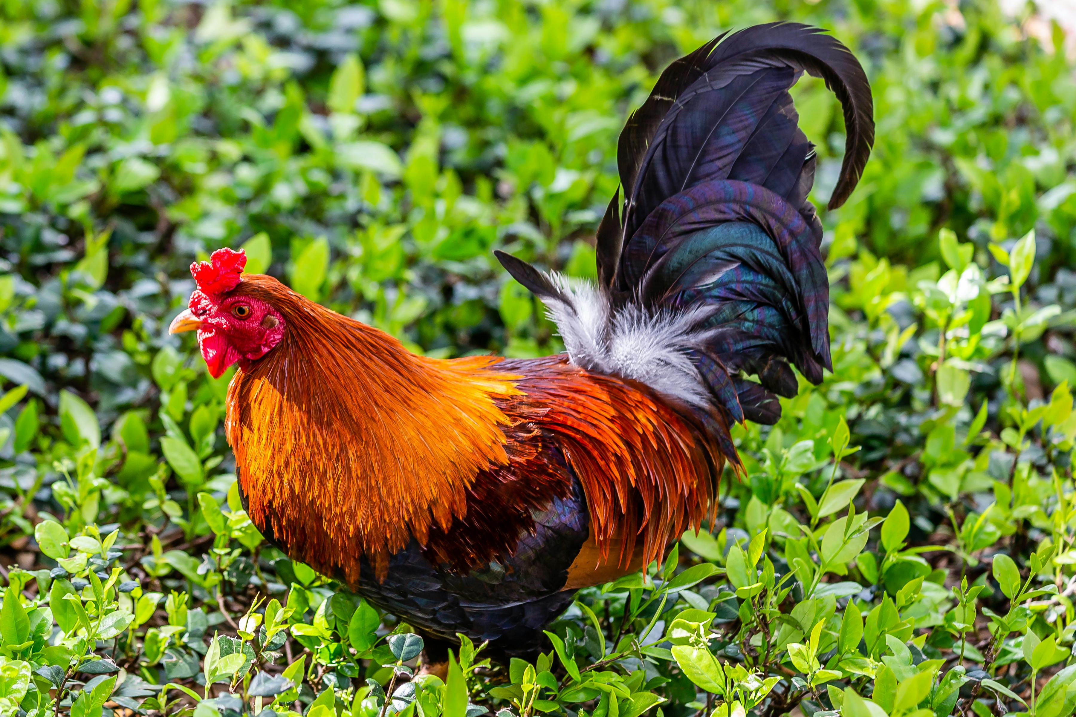Man in Traditional Asian Hat Spitting Water on a Rooster · Free Stock Photo