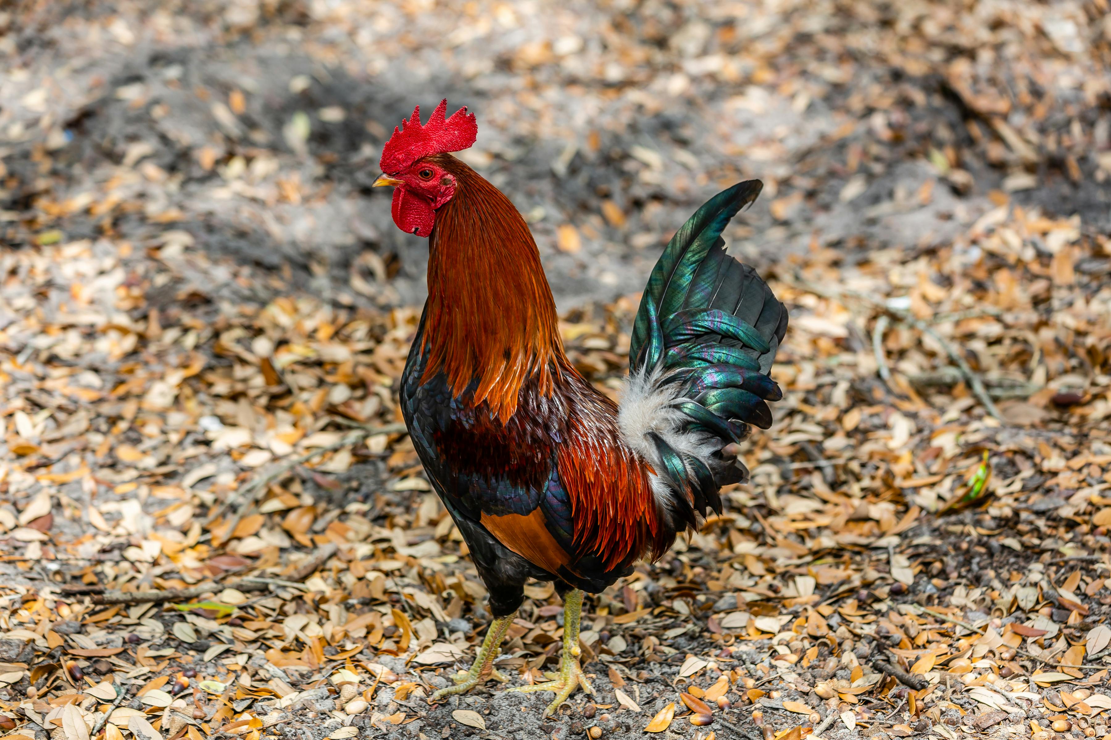 Man in Traditional Asian Hat Spitting Water on a Rooster · Free Stock Photo