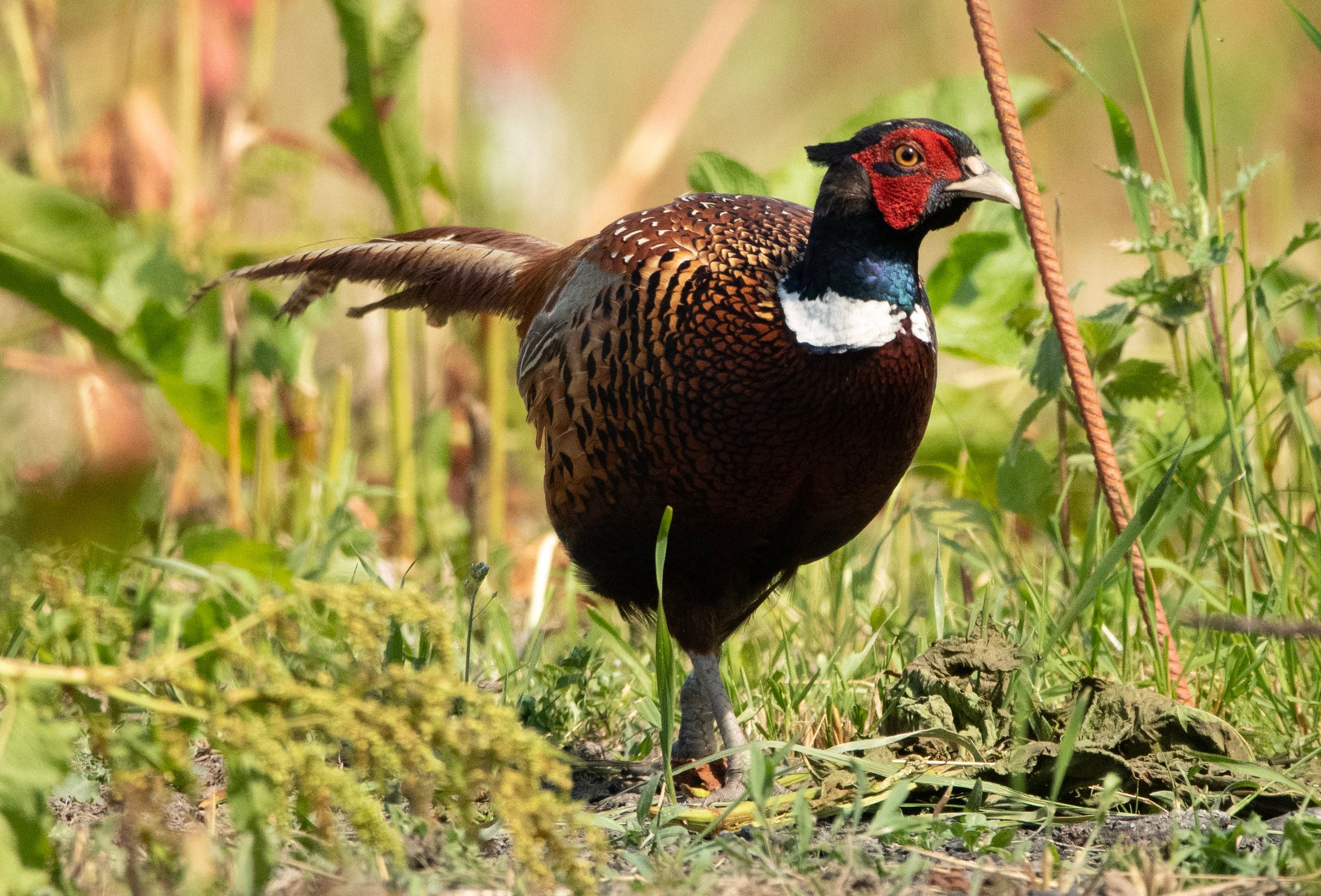 Pheasant Bird Photos, Download The BEST Free Pheasant Bird Stock Photos ...