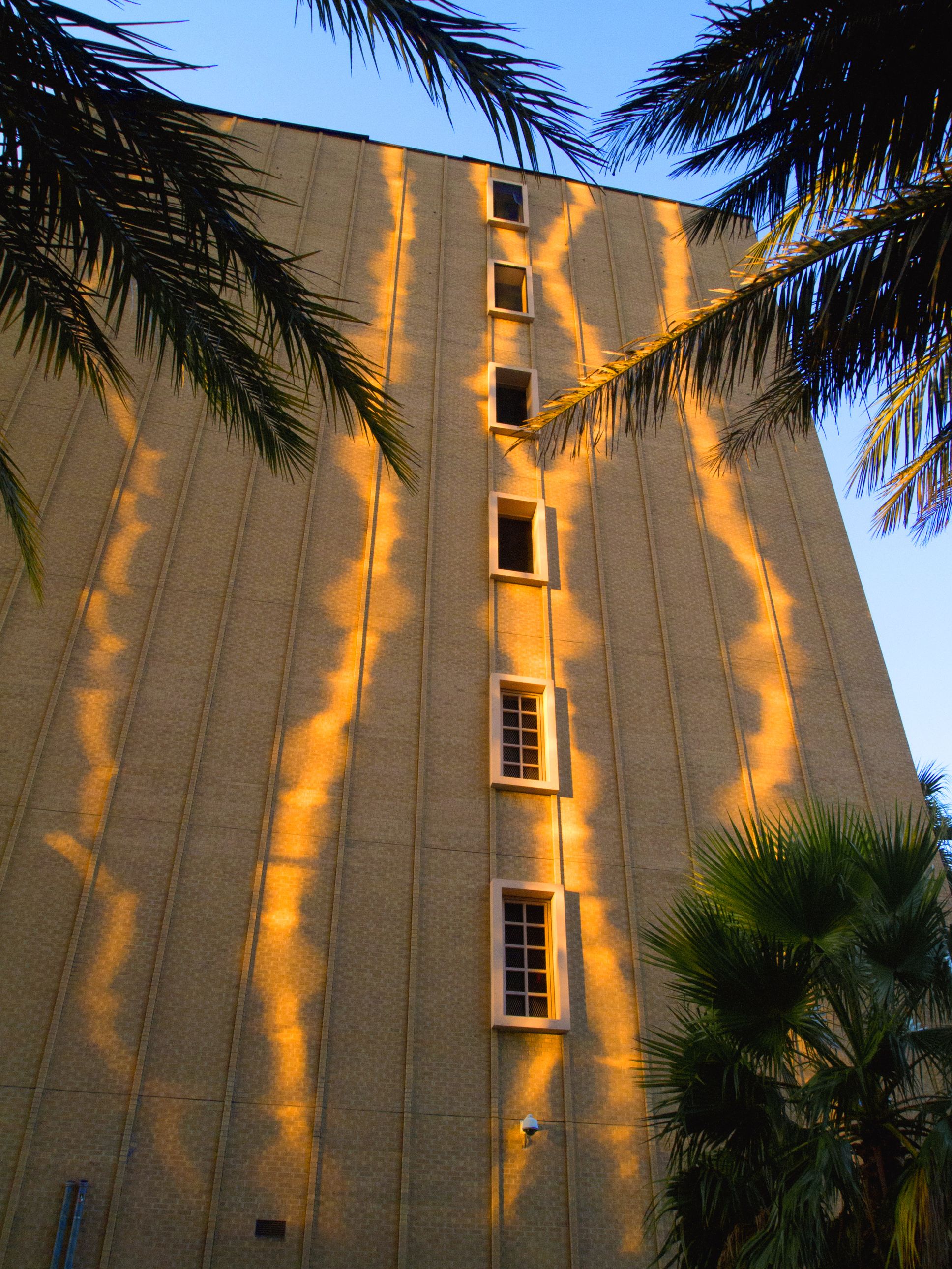 Tree Between Buildings · Free Stock Photo