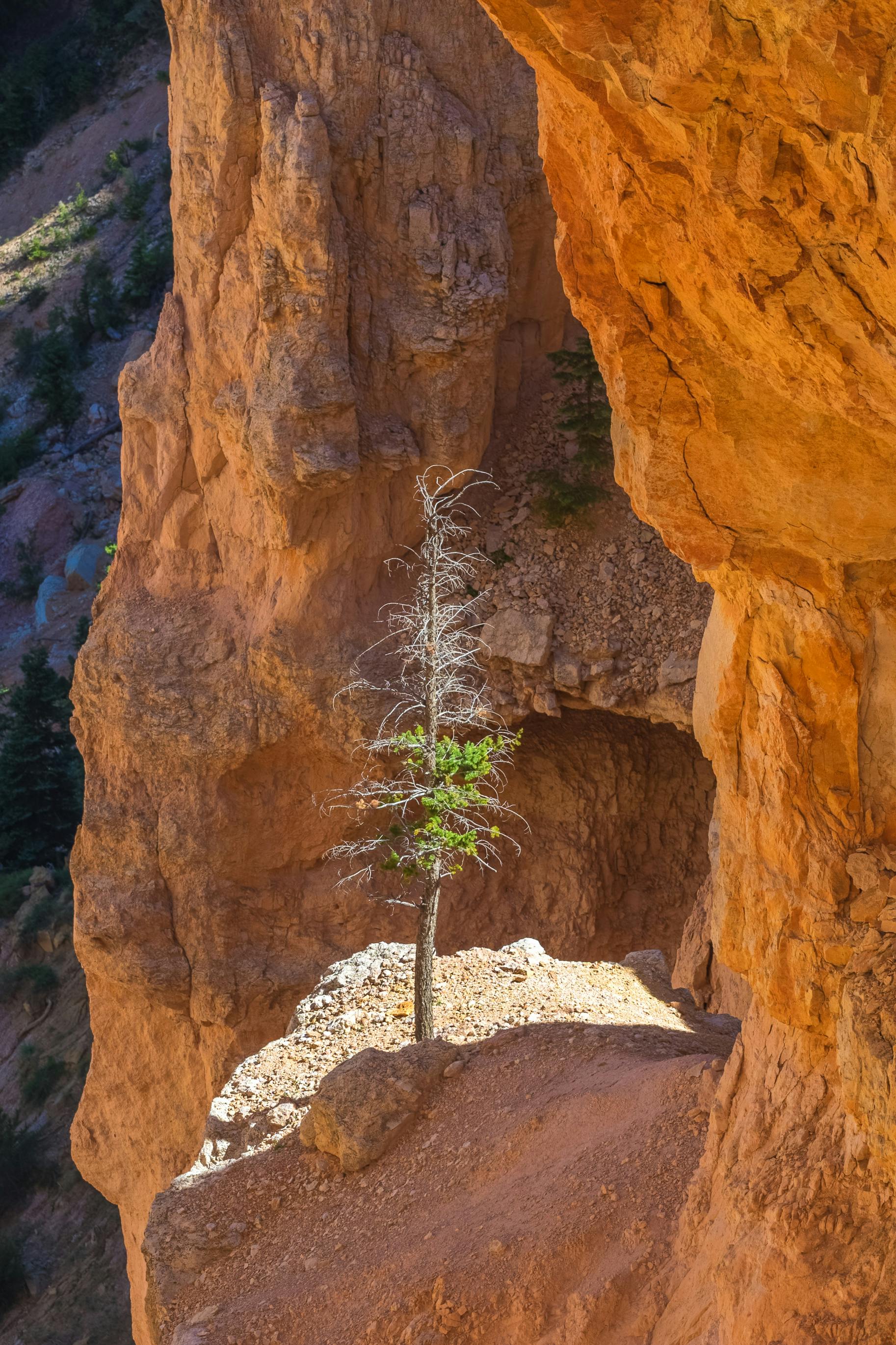 A Tree on the Side of a Mountain · Free Stock Photo