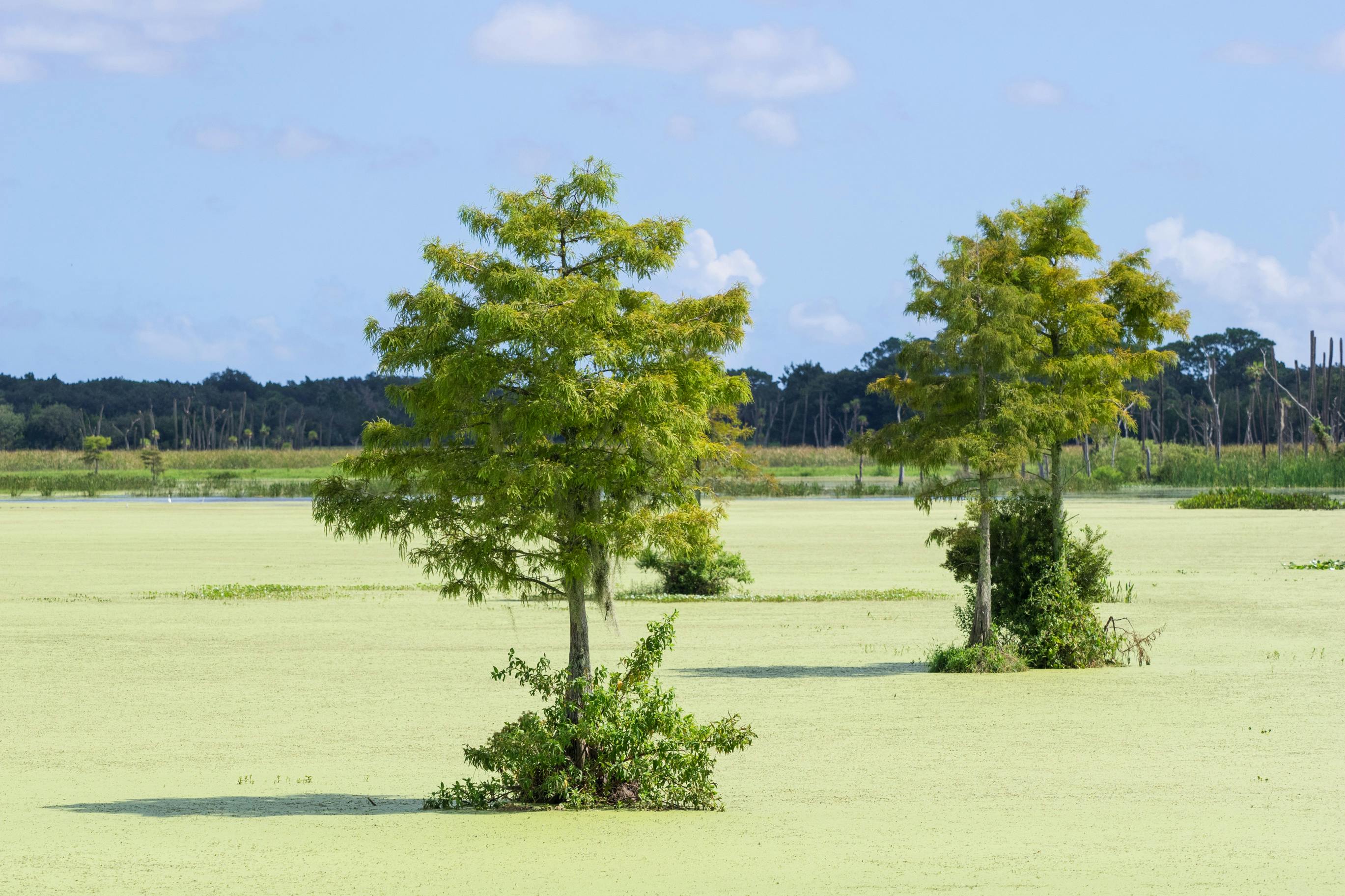 Trees in a Marsh · Free Stock Photo