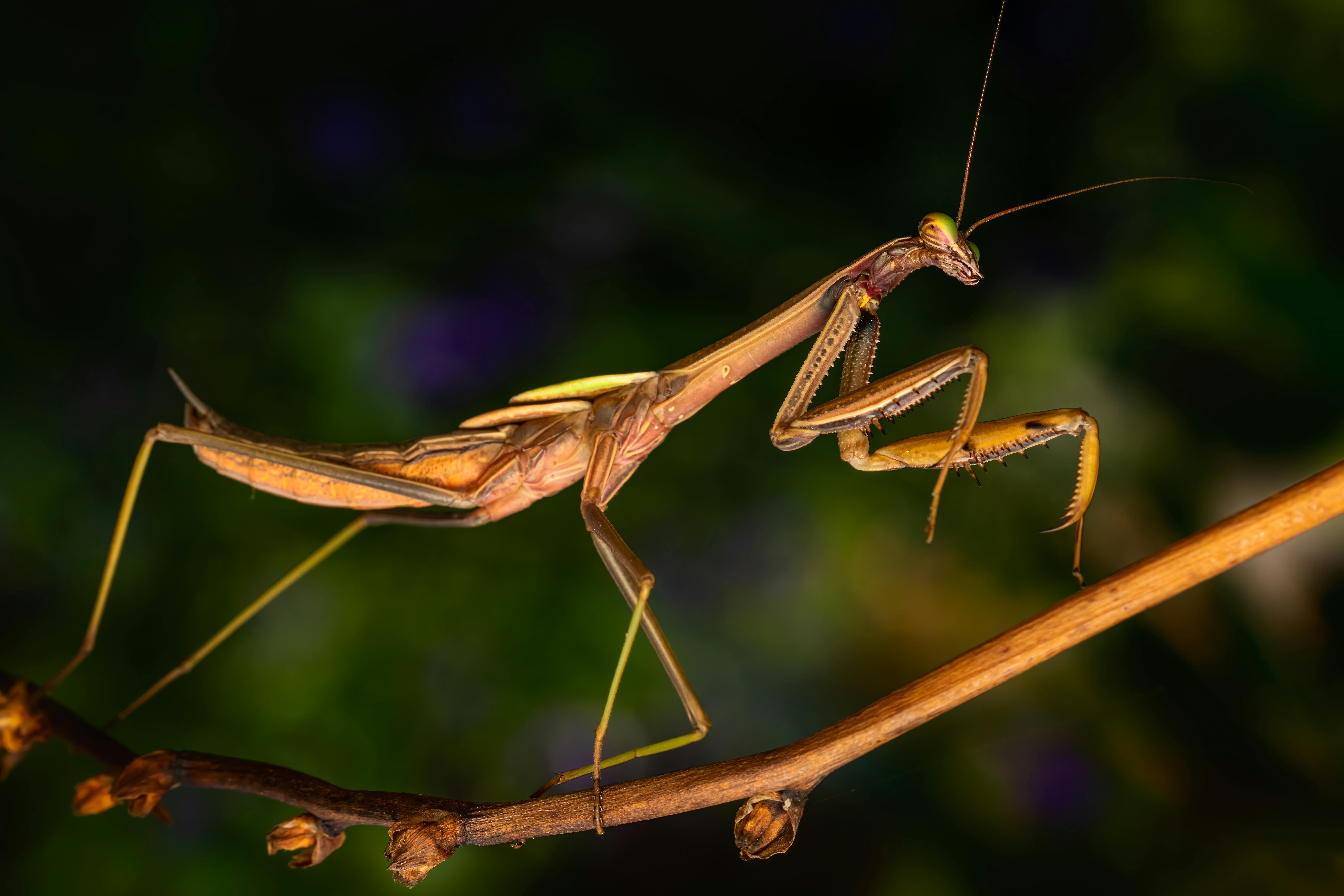 Praying Mantis Fight Stance Photos, Download The BEST Free Praying ...