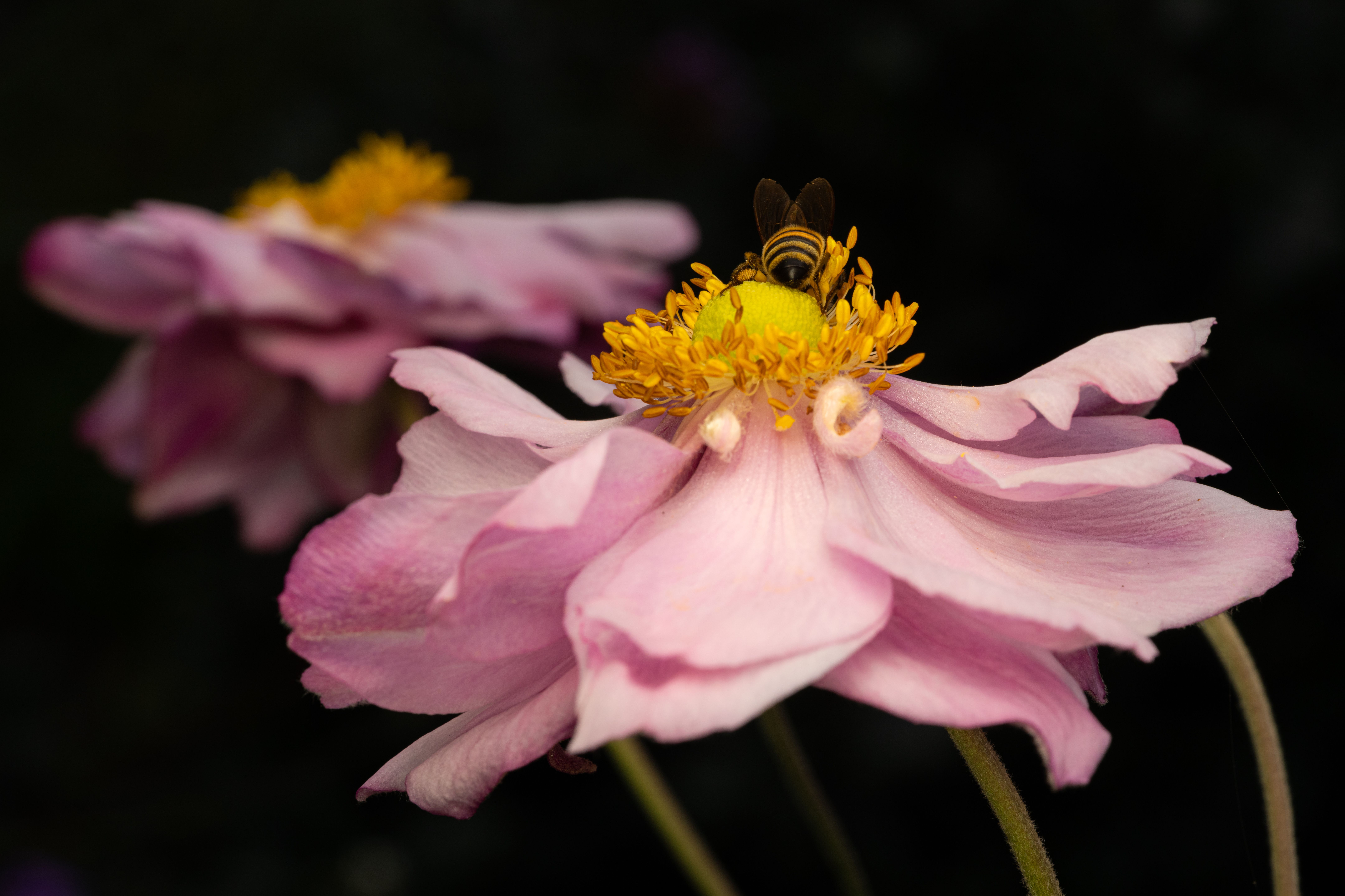 Bee and Flowers · Free Stock Photo