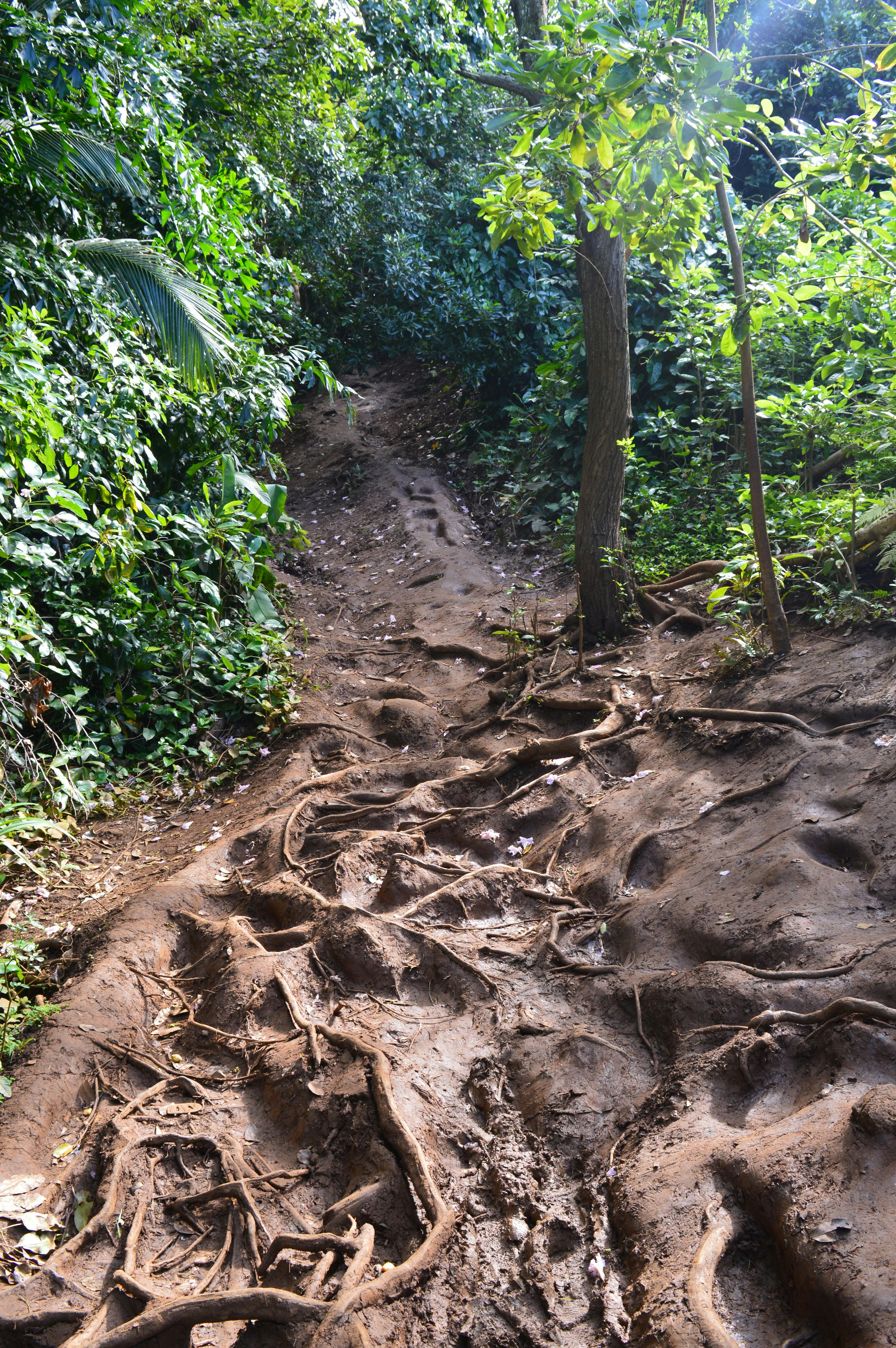 Free stock photo of hawaii, mud, muddy path