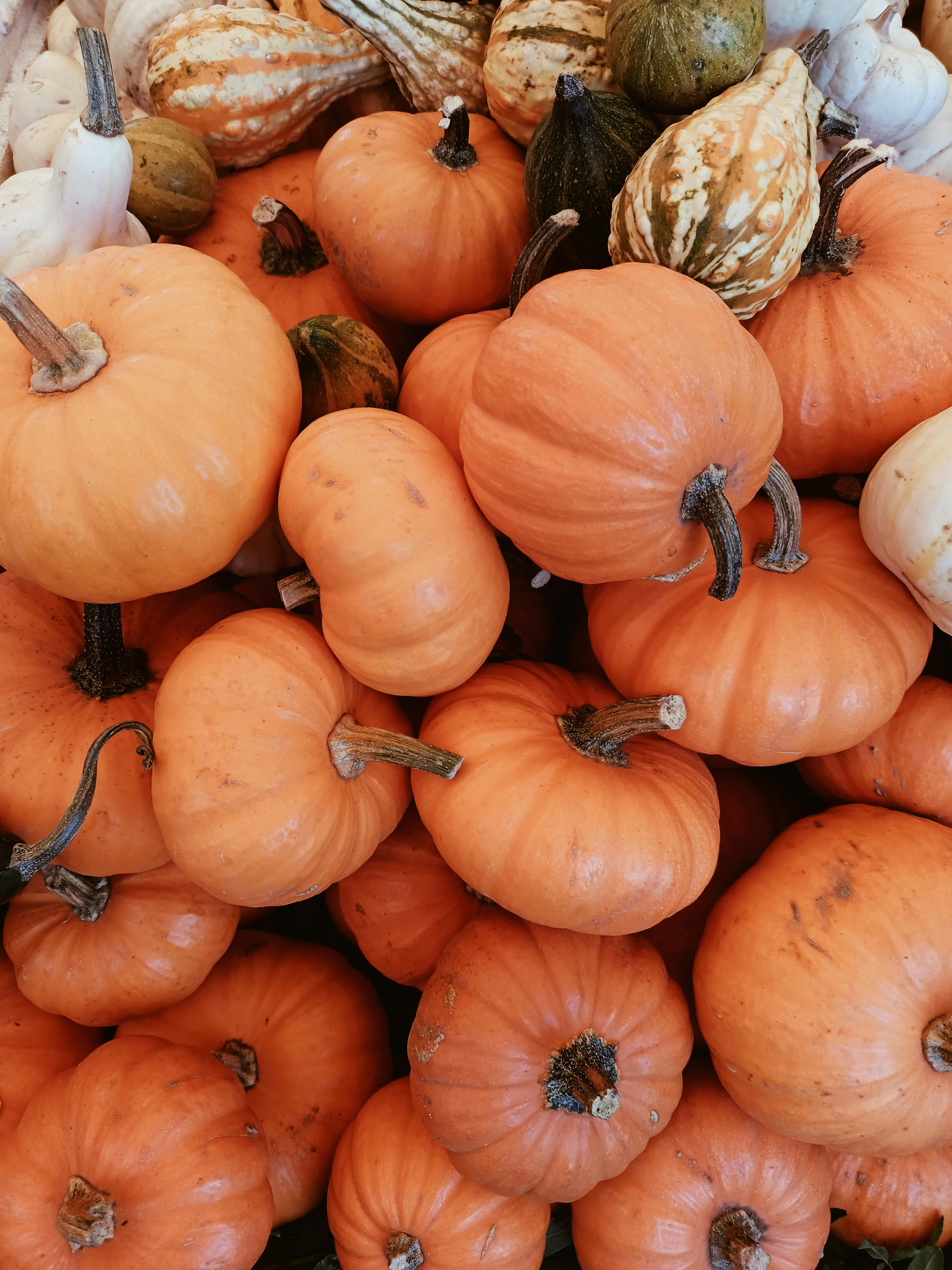 Photo of Orange Pumpkins · Free Stock Photo