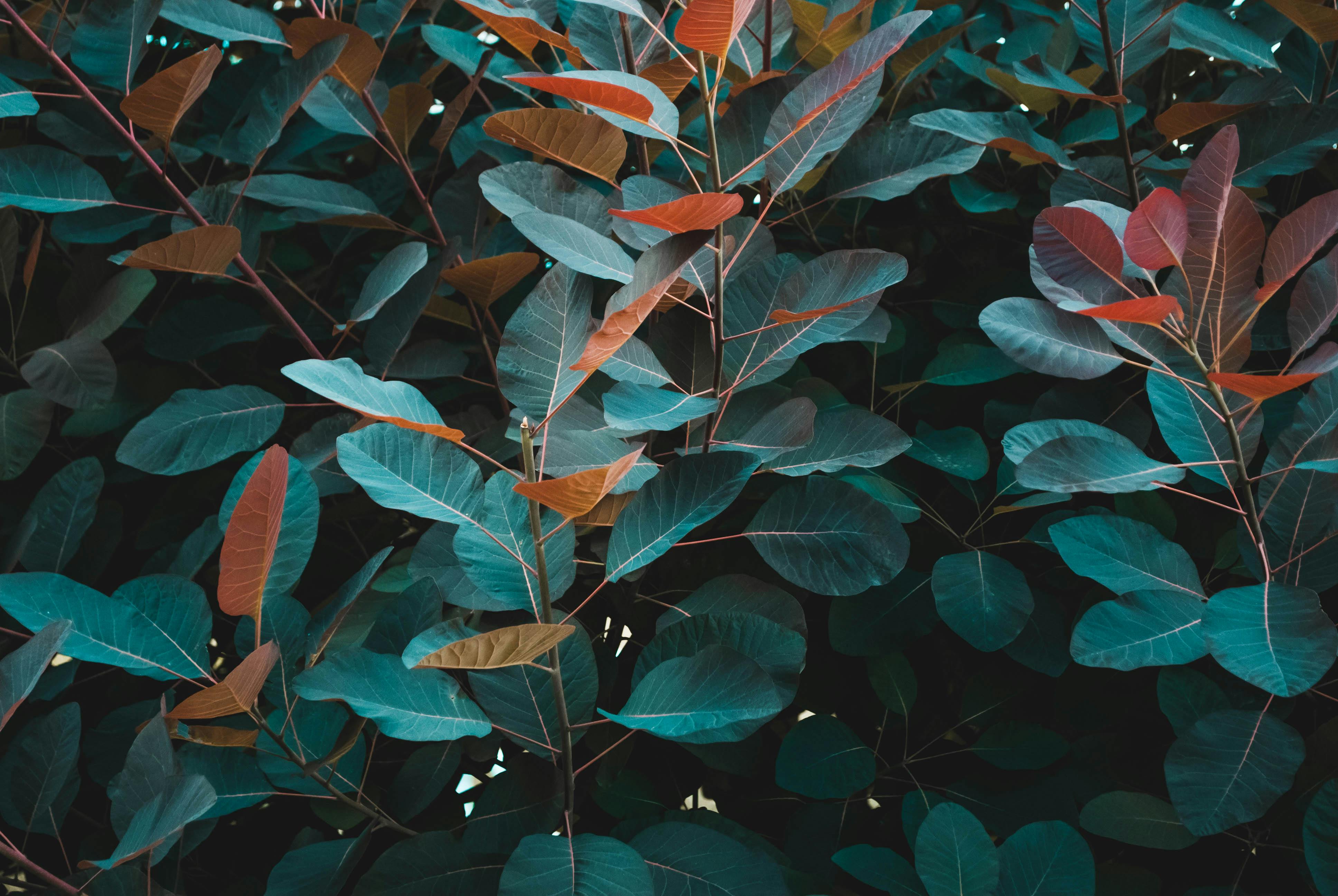 Free stock photo of bright, bush, colors