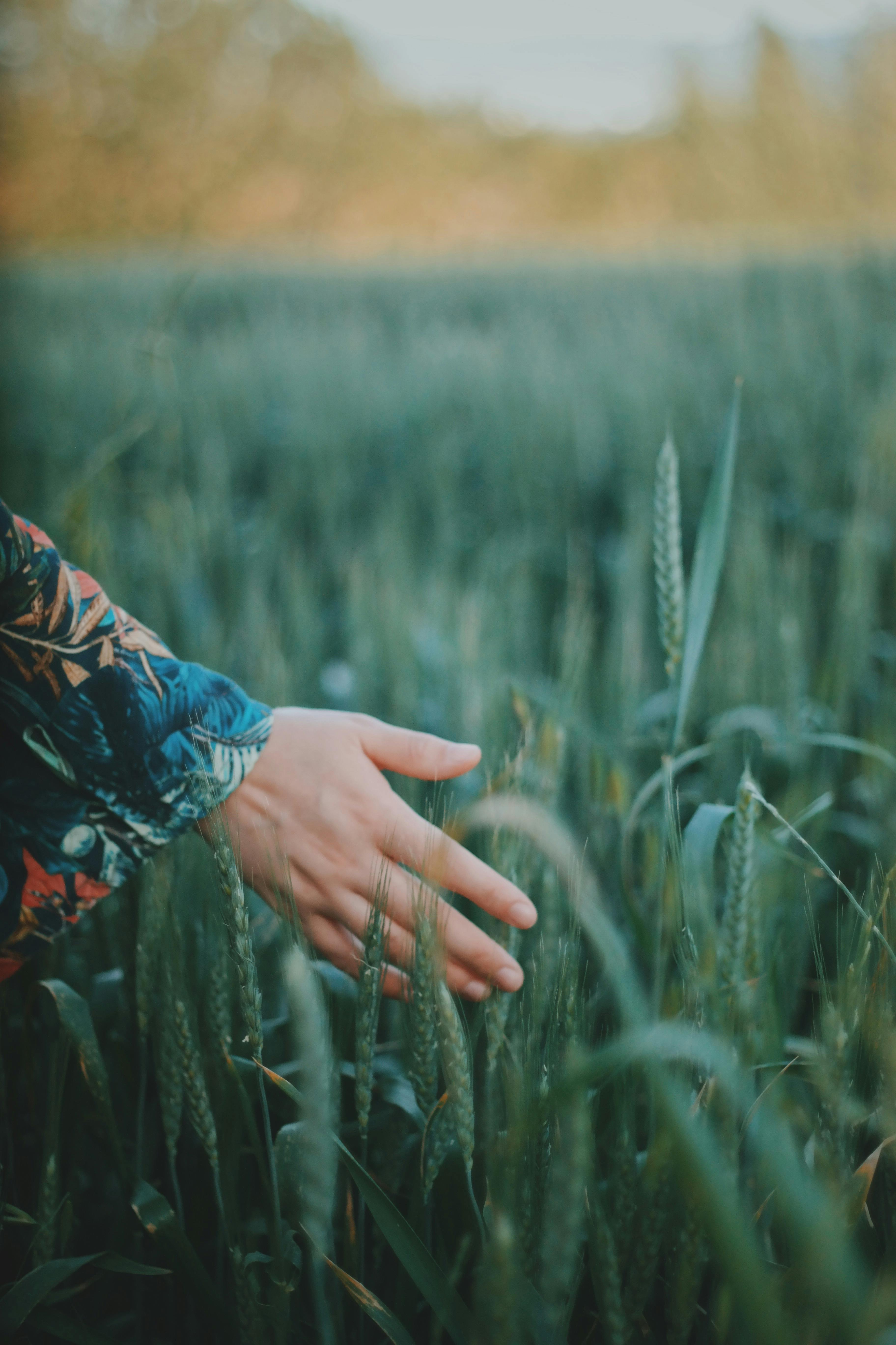 A Hand Touching the Wheatfield · Free Stock Photo