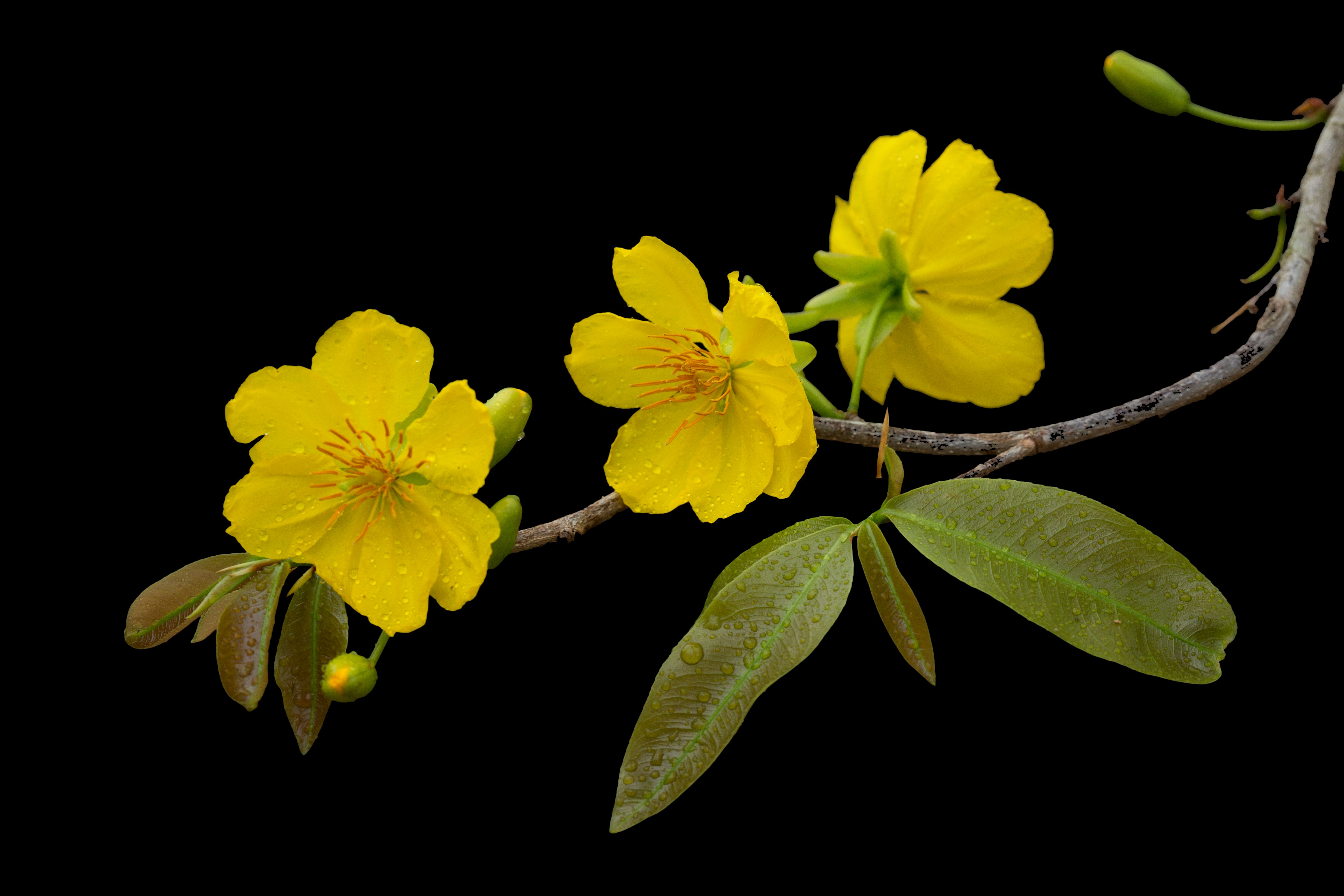 Yellow Flower in Black Background · Free Stock Photo