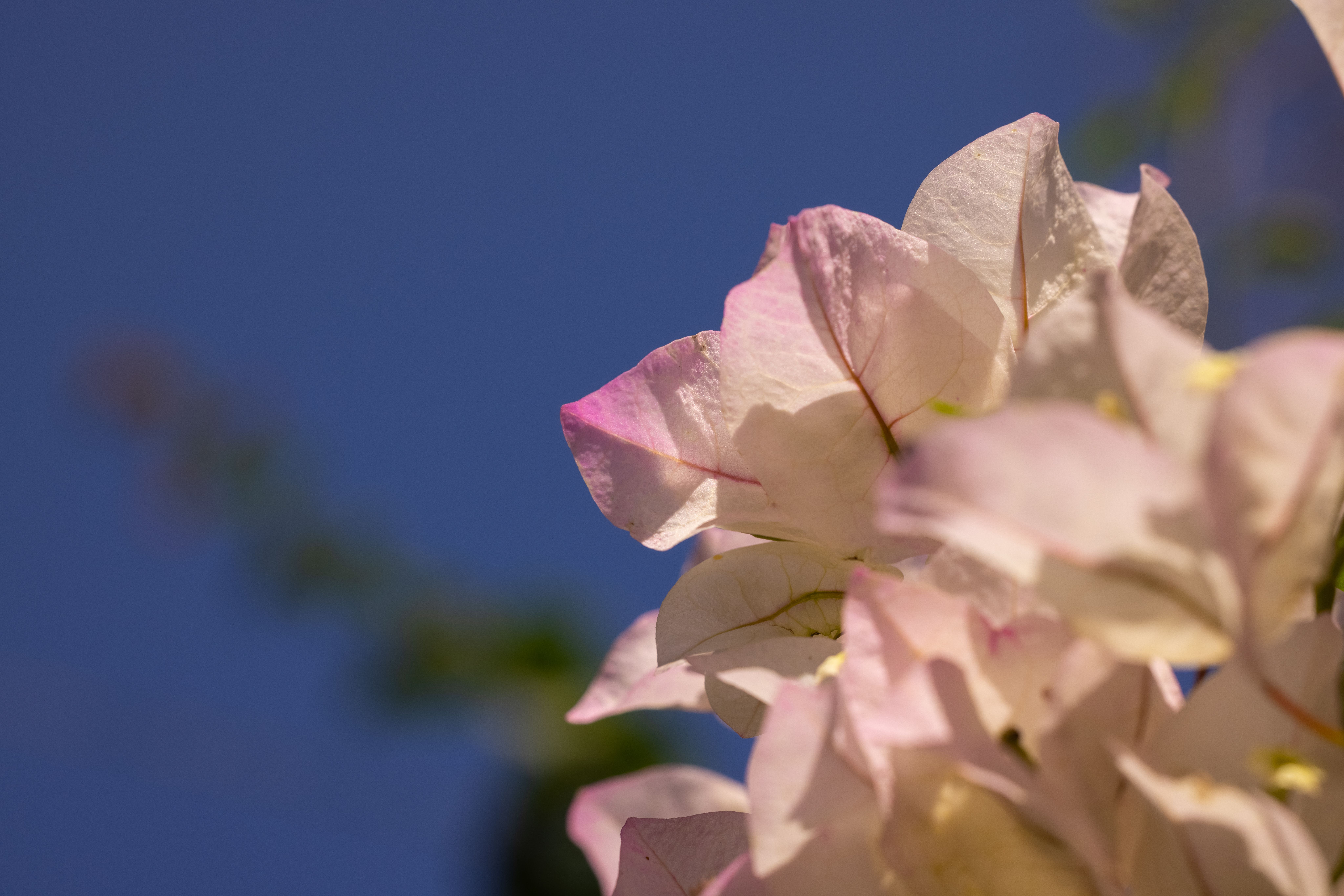 Bougainvillea Flowers in Close-up Photography · Free Stock Photo