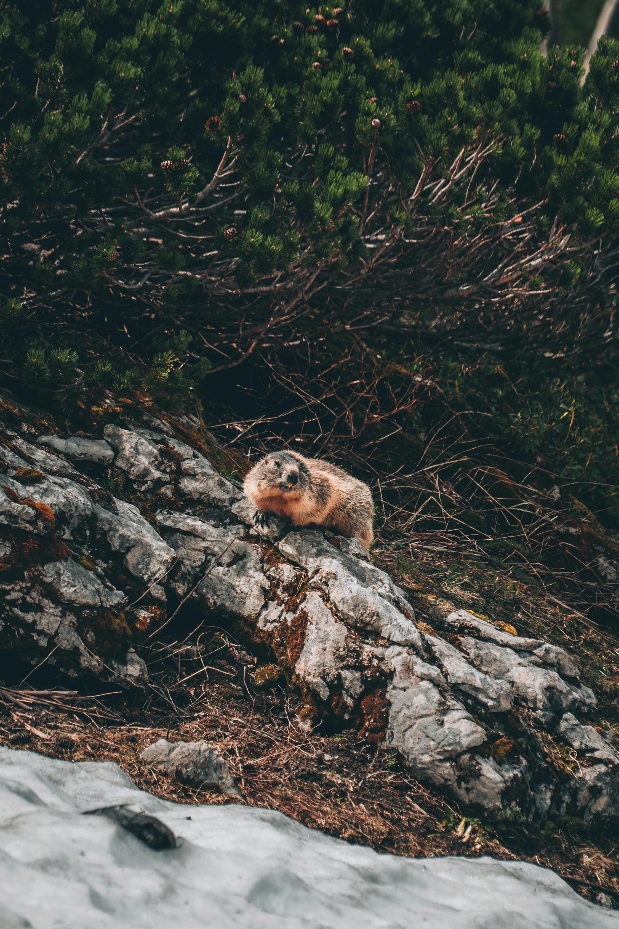Animal on a Rock in the Forest · Free Stock Photo