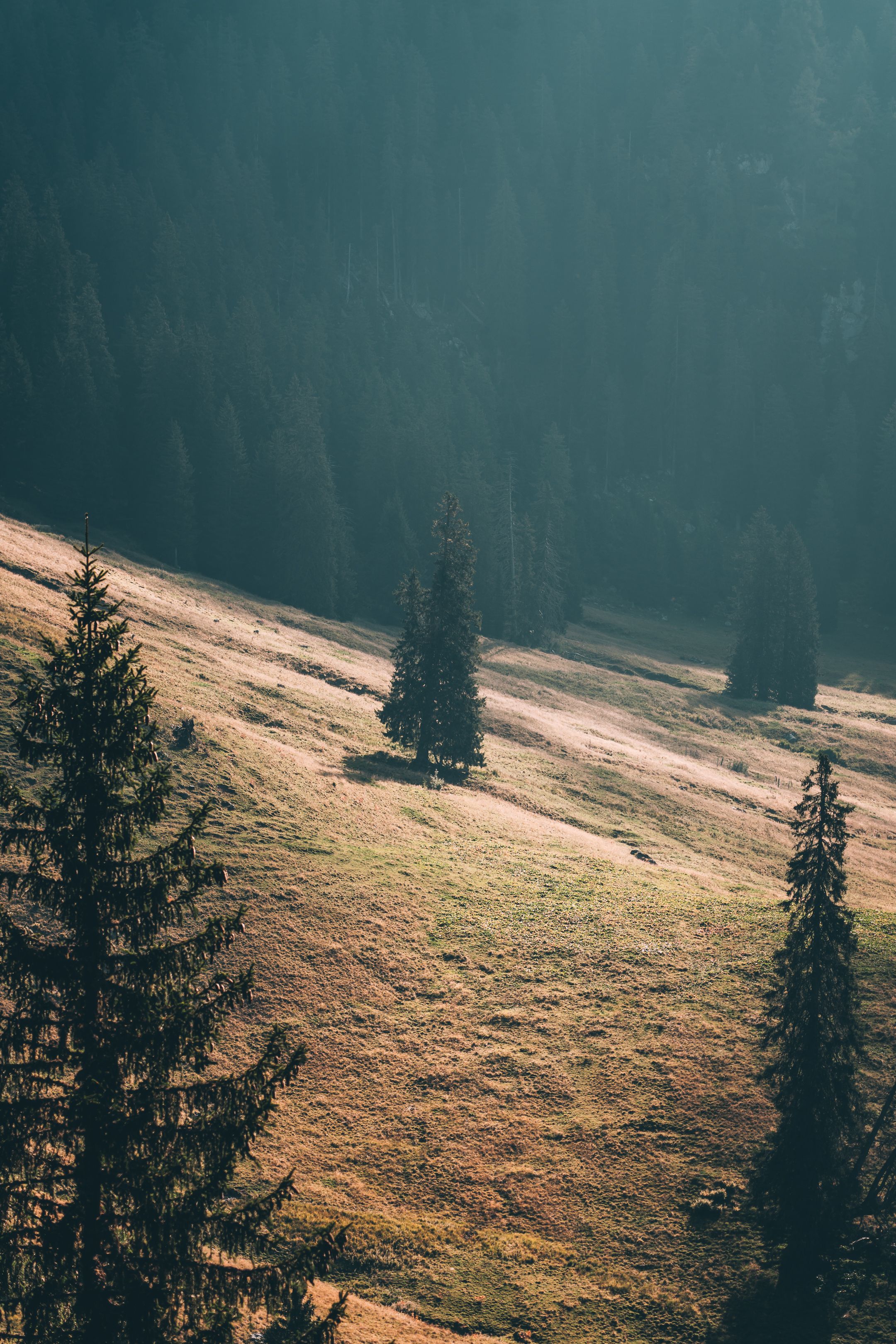 Pine Trees on a Mountain Slope · Free Stock Photo
