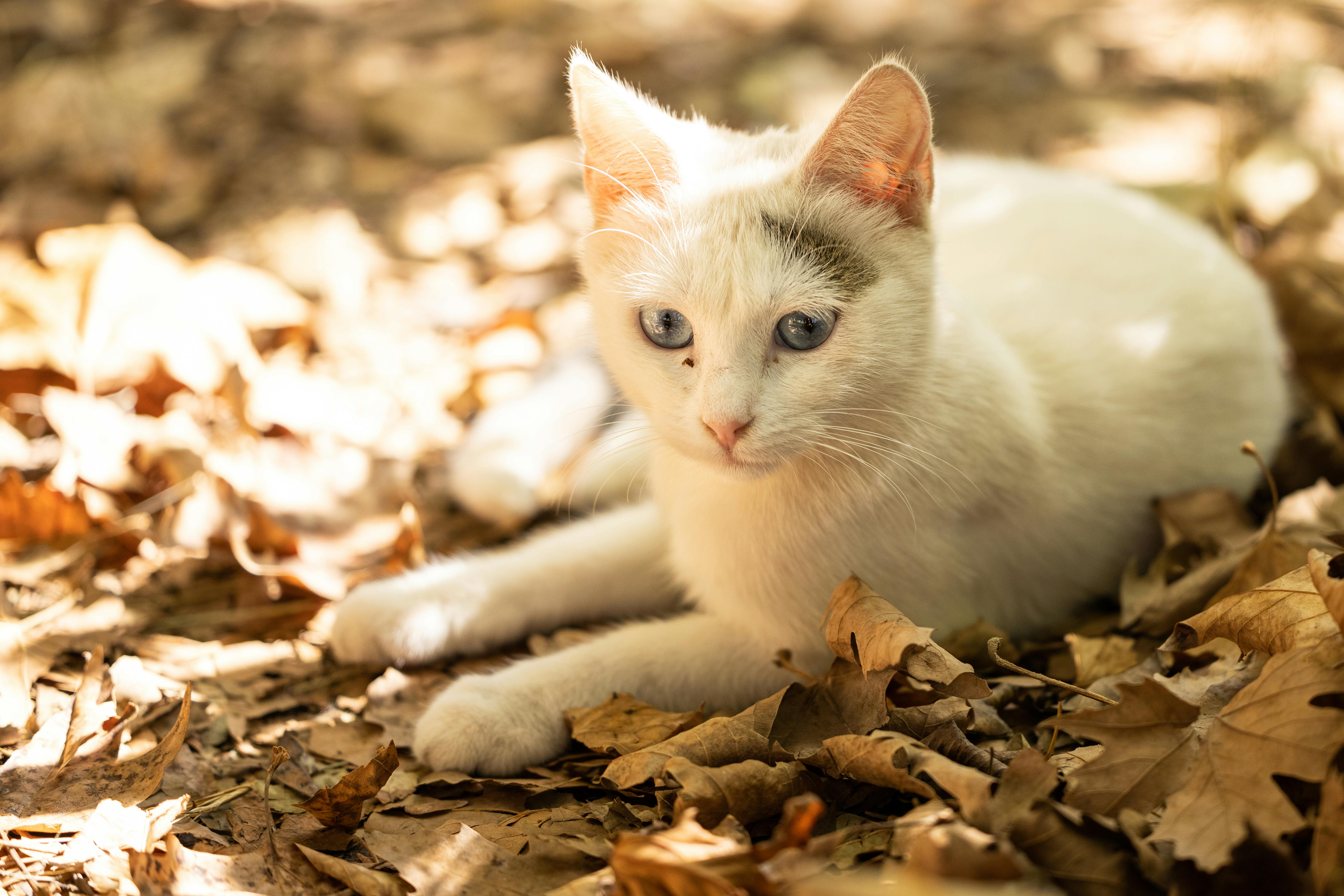 Cat Inspection Photos, Download The BEST Free Cat Inspection Stock ...