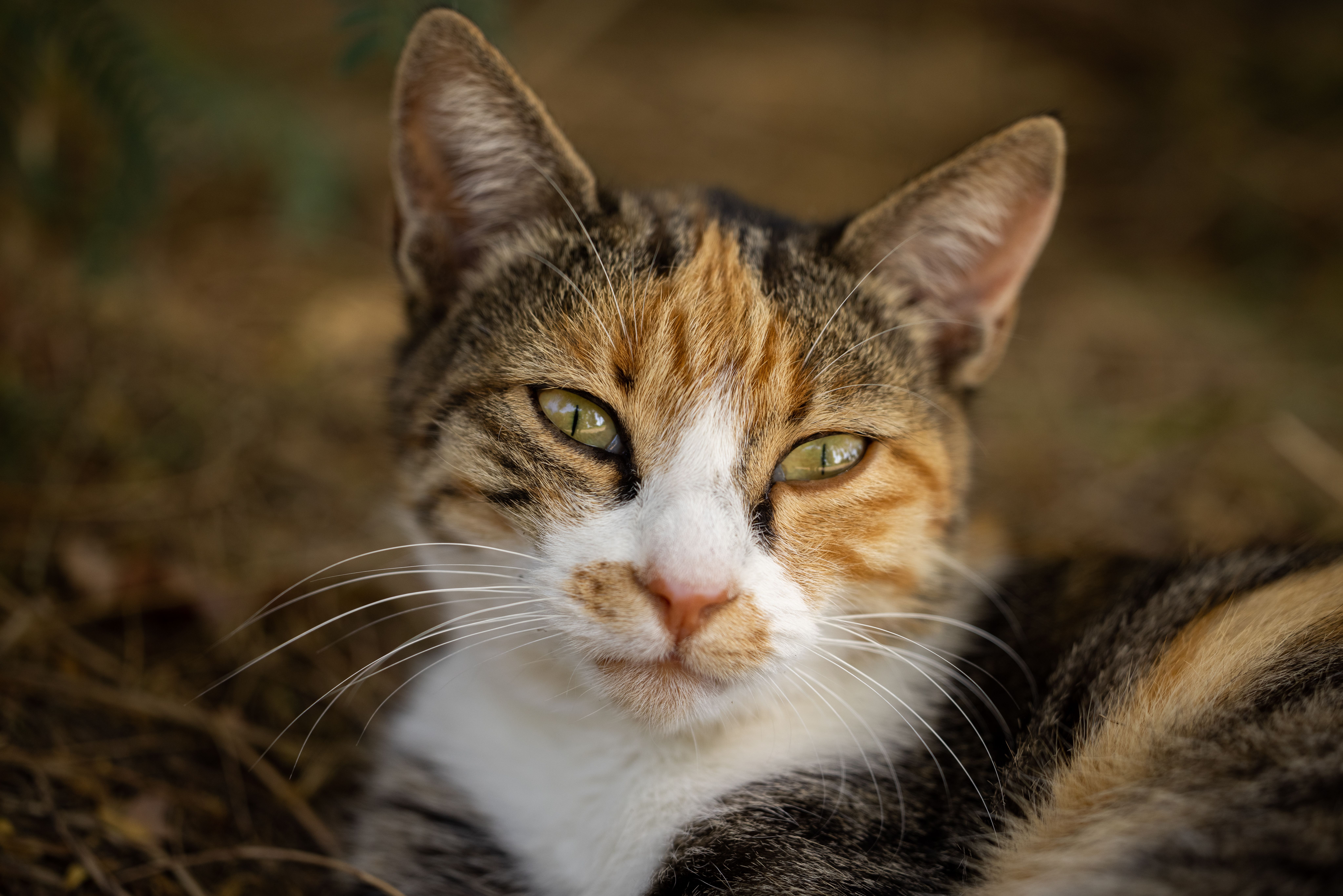 Close-up Shot of a Cat · Free Stock Photo