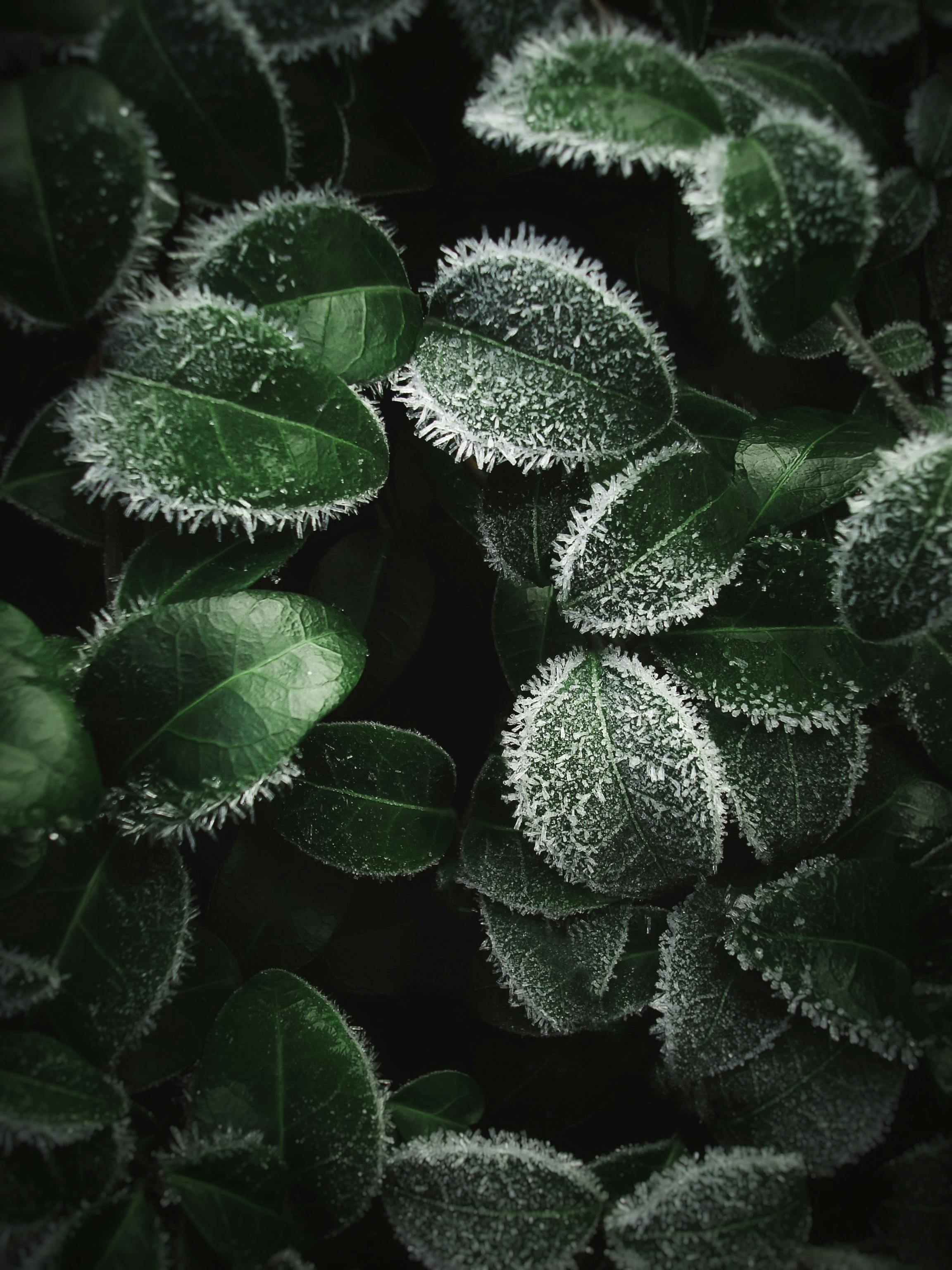 Frost Texture Photos, Download The BEST Free Frost Texture Stock Photos ...
