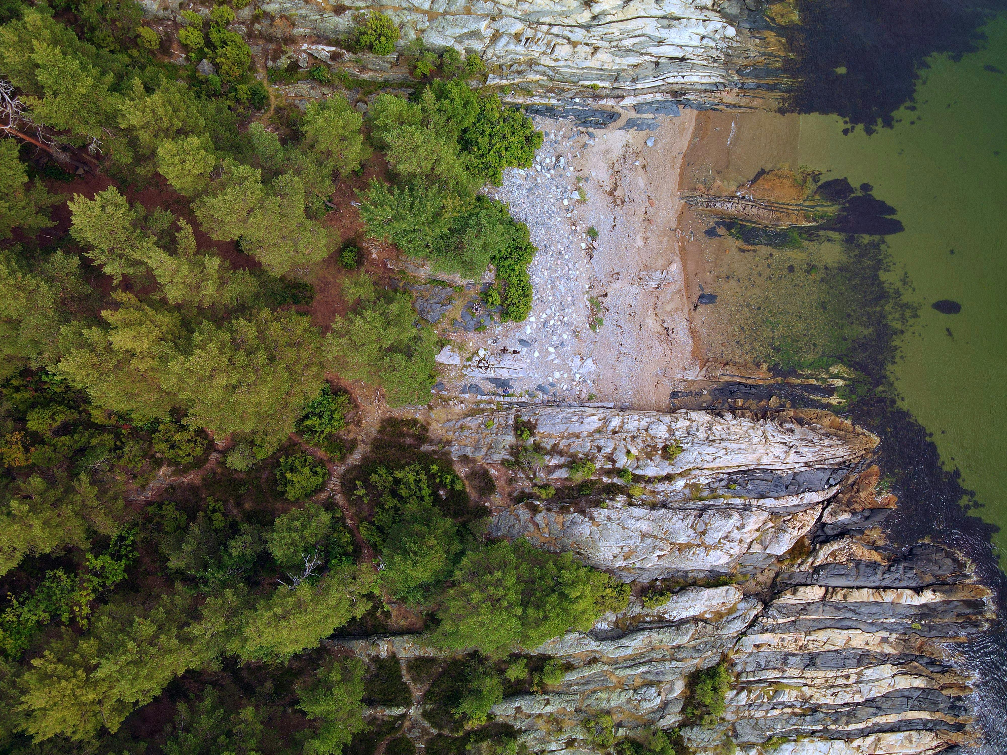 Bird's-eye view of Trees in a Forest · Free Stock Photo