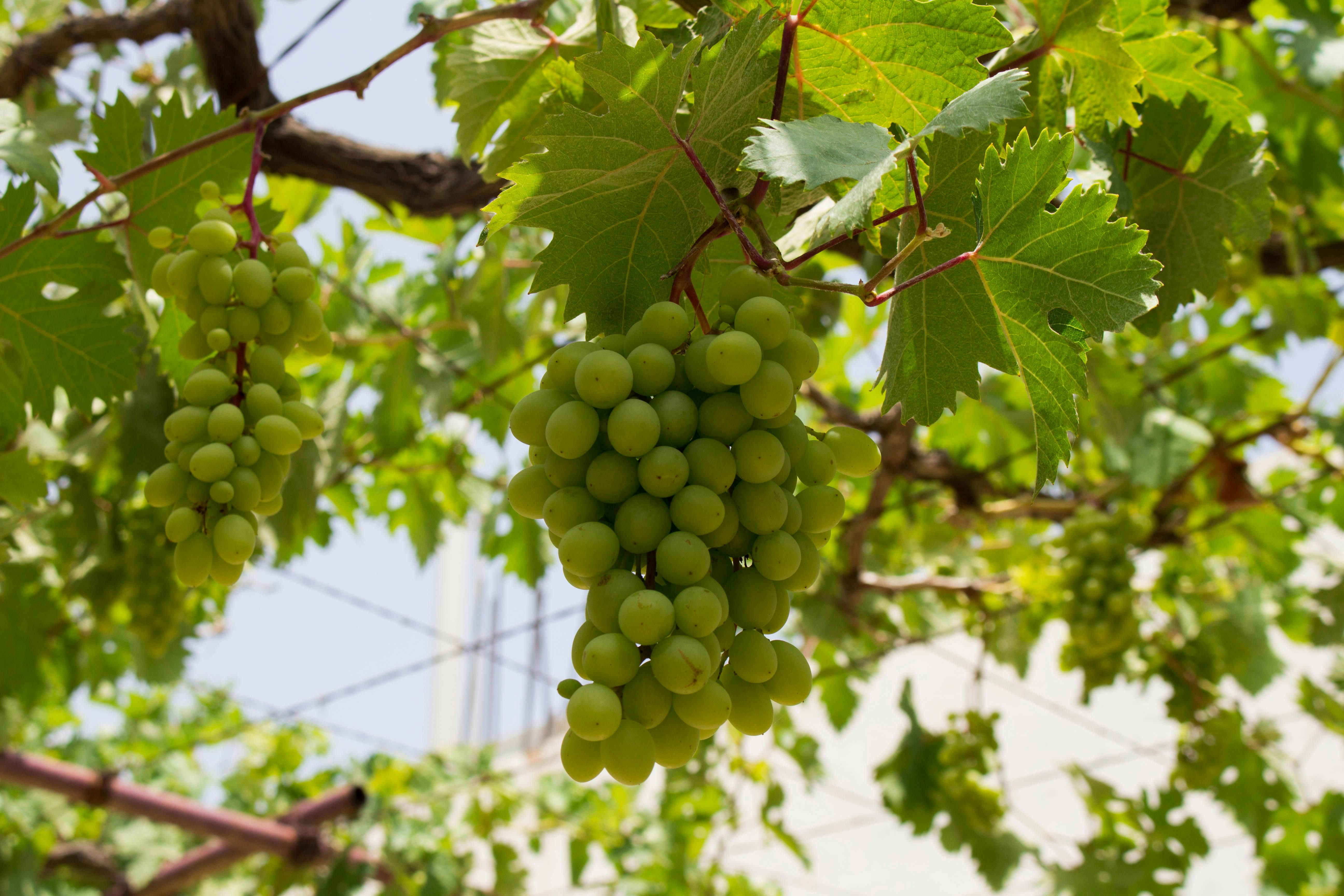 Grapes on Tree · Free Stock Photo