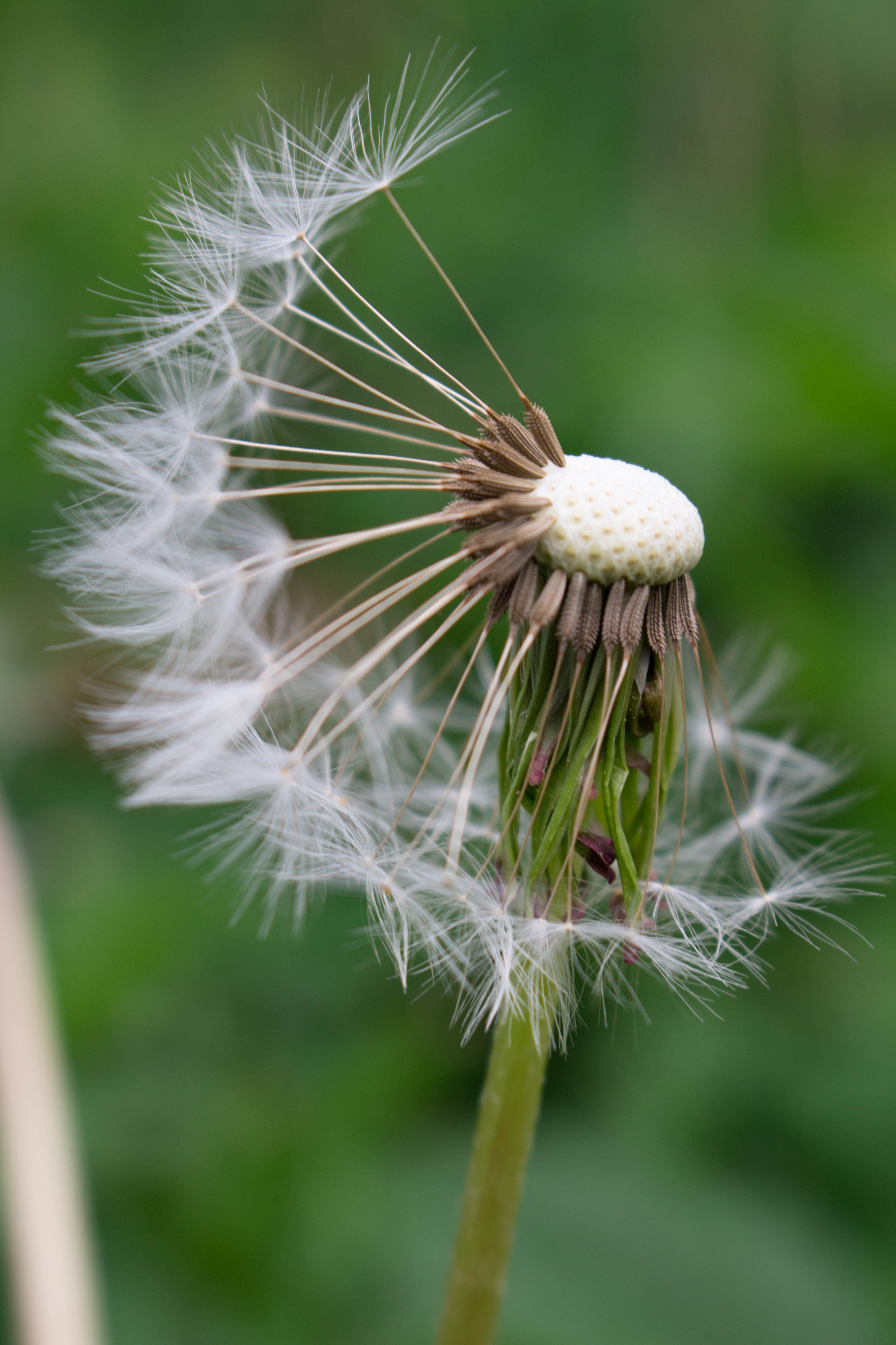 Close-Up Shot of a Dandelion · Free Stock Photo