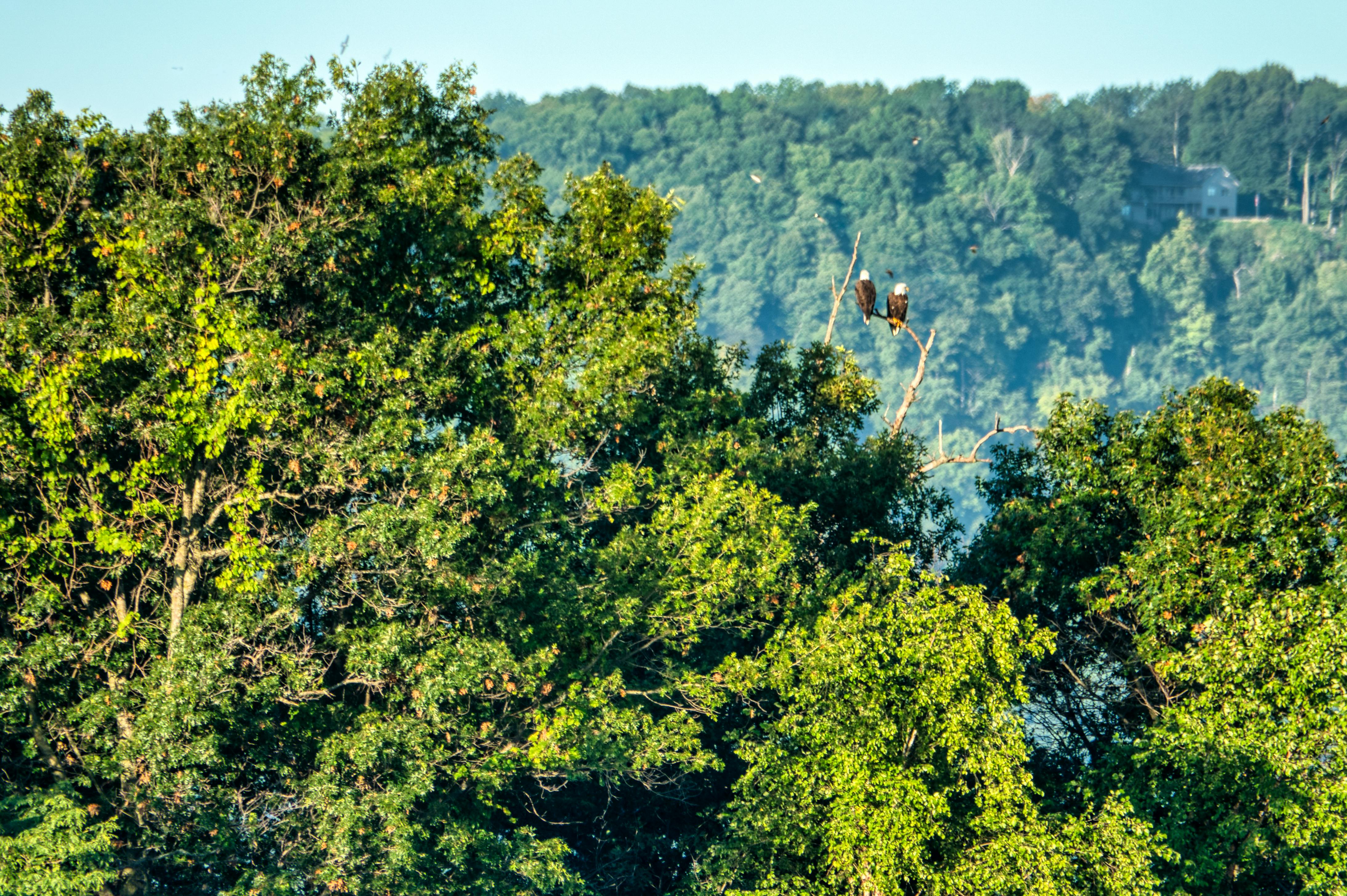 A Tree with Verdant Foliage · Free Stock Photo