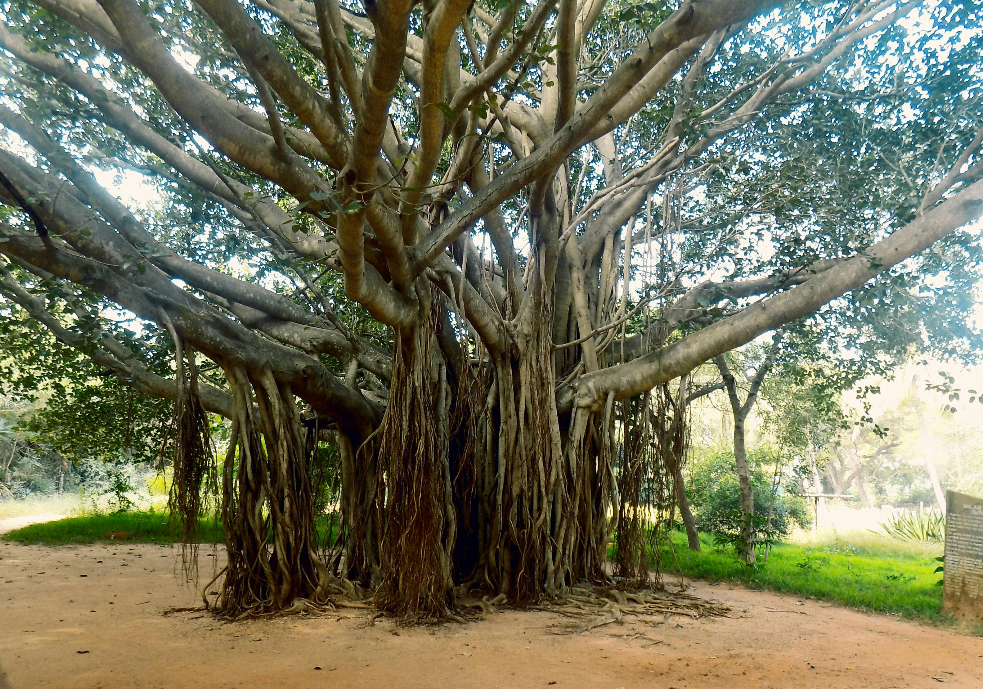 Free stock photo of banyan tree