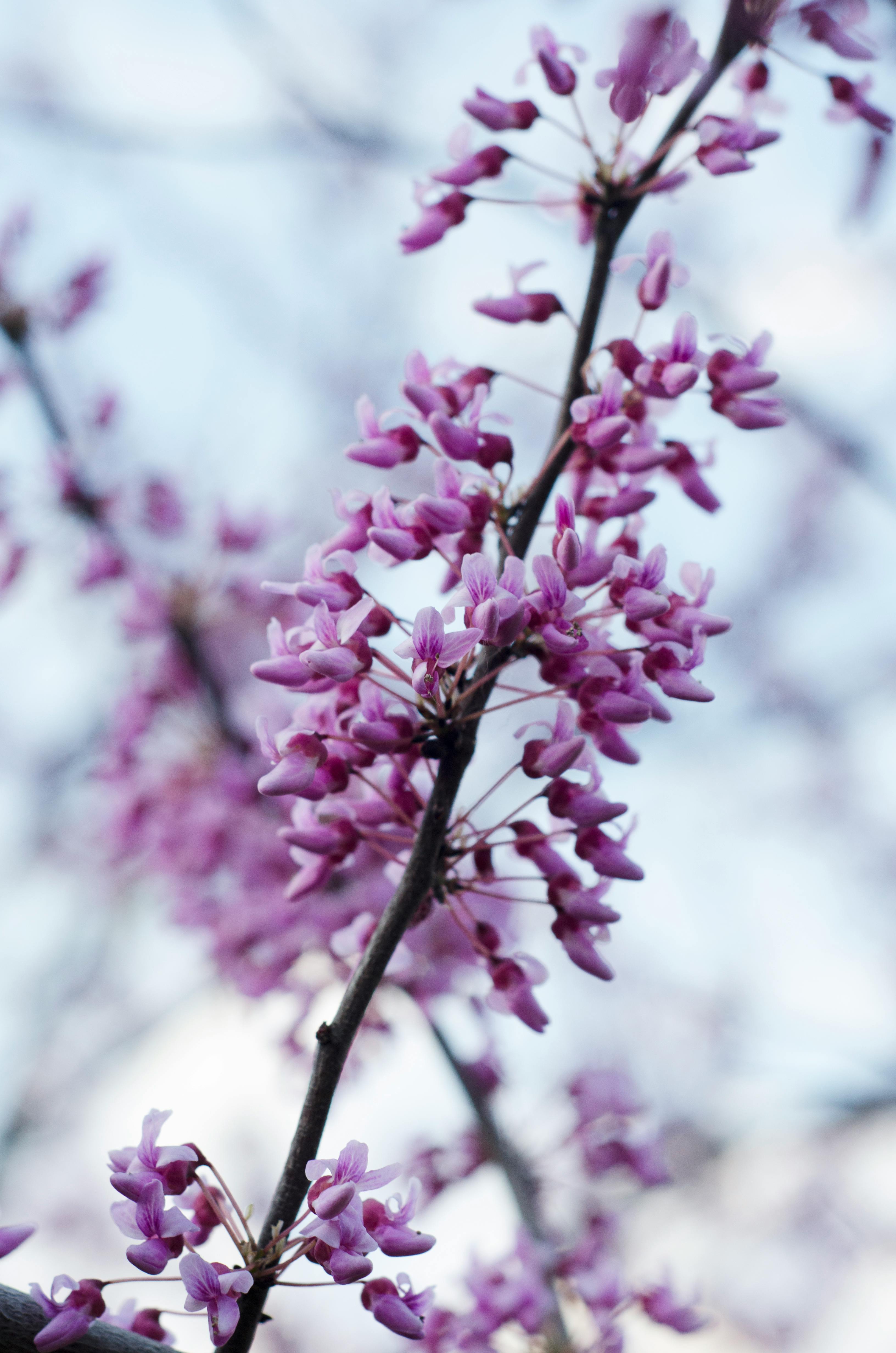 Young little leaves · Free Stock Photo