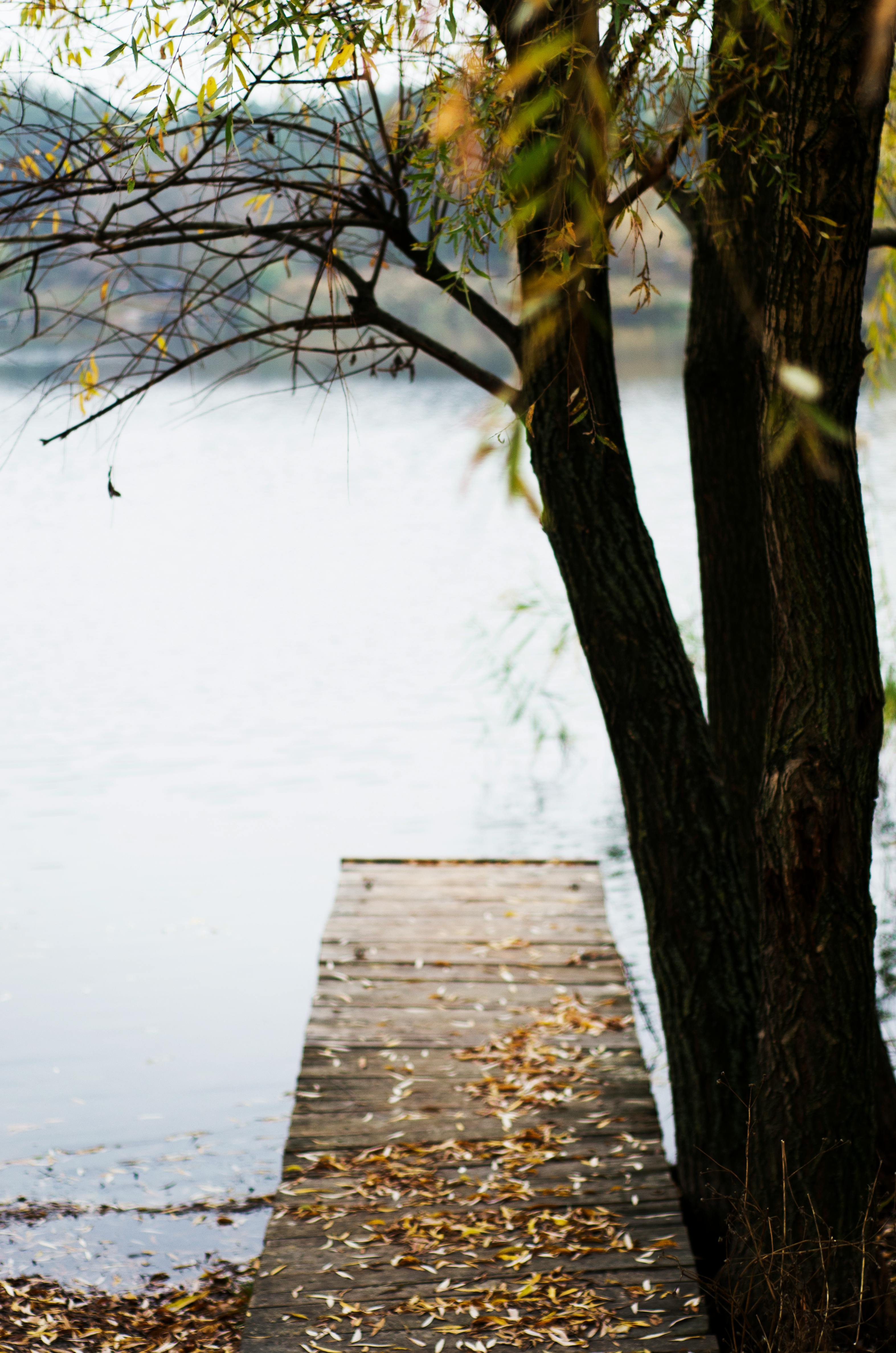 Green Tree Beside Lake · Free Stock Photo