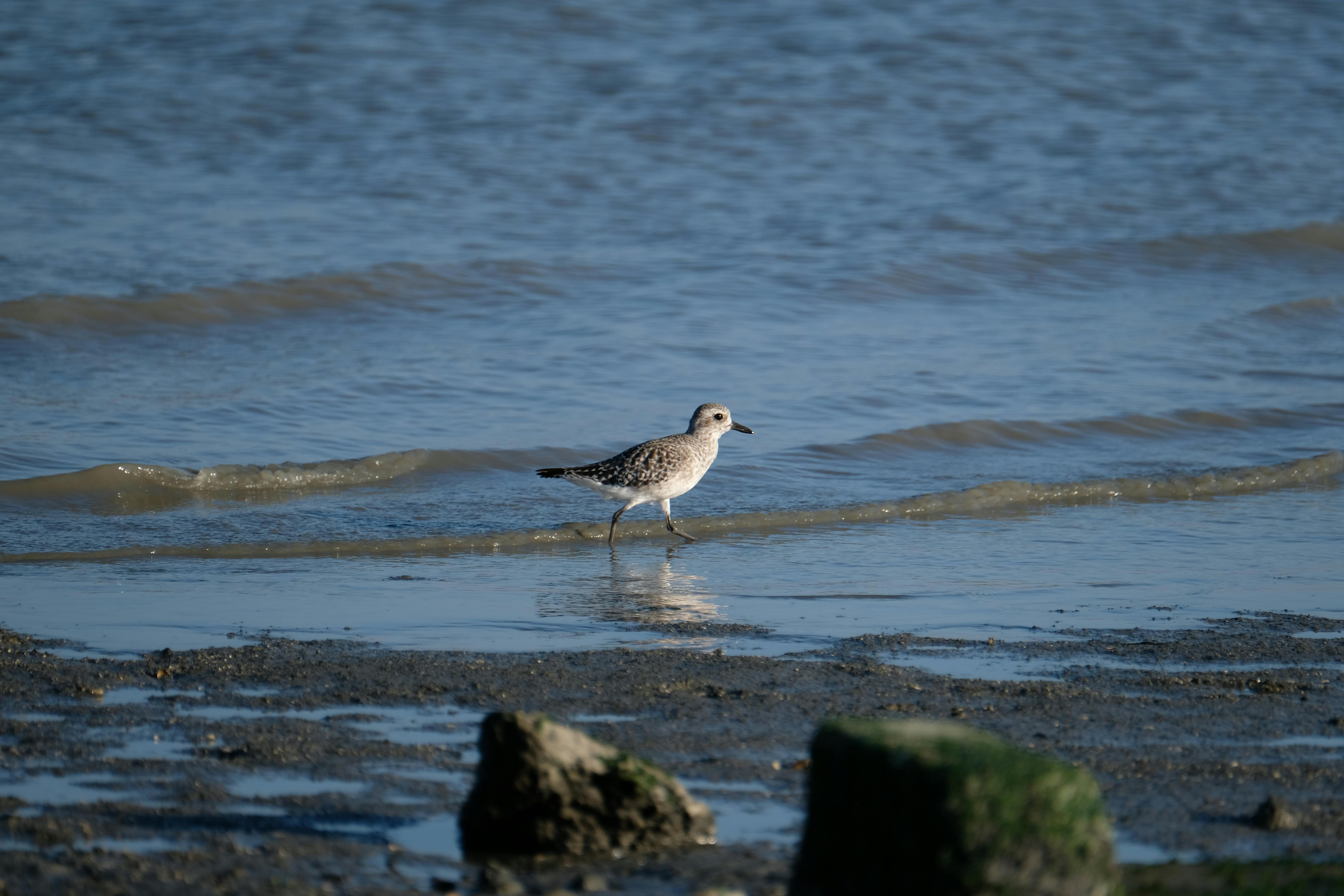 Plover Photos, Download The BEST Free Plover Stock Photos & HD Images