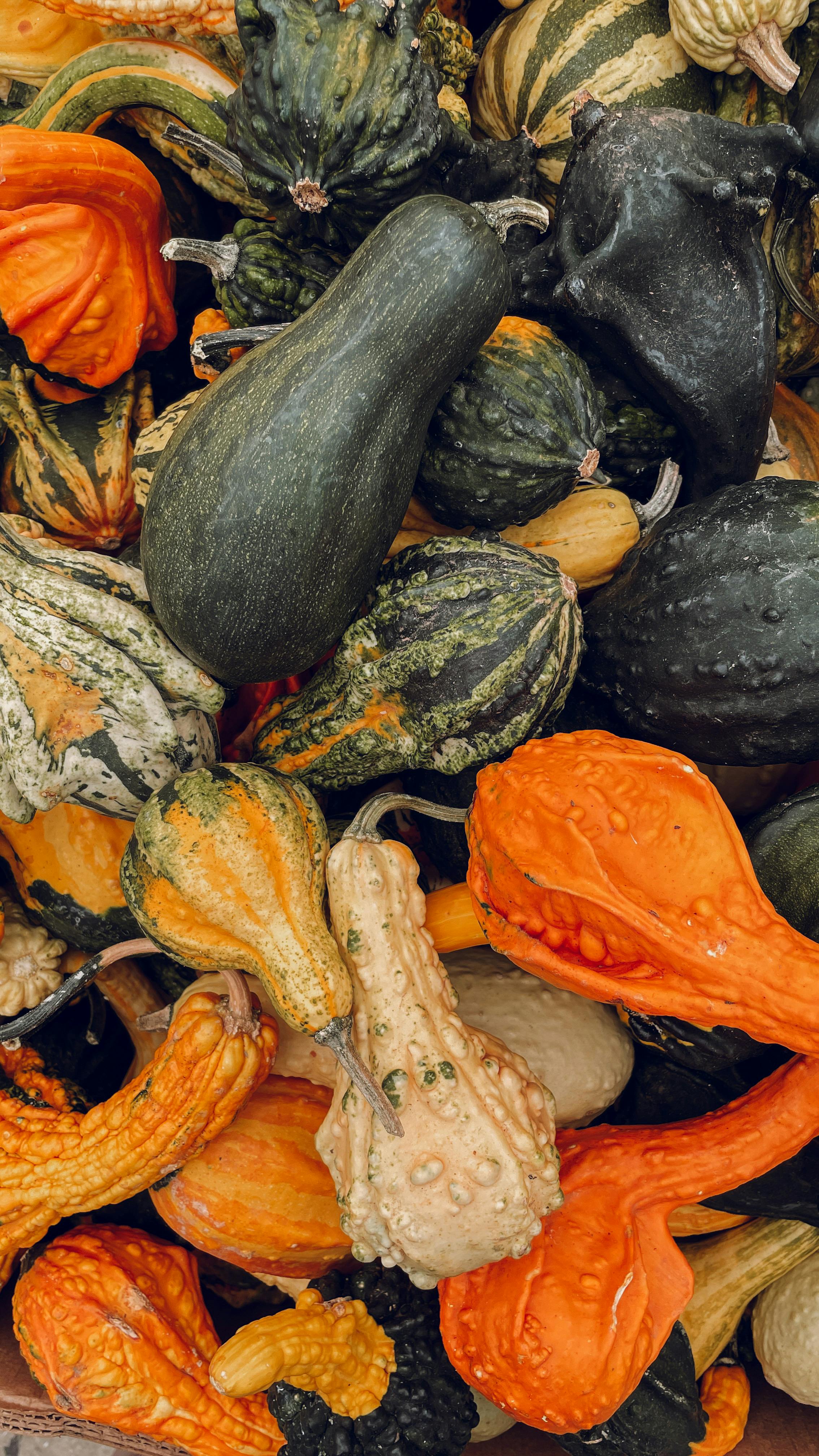 Lots of Pumpkins and Gourds · Free Stock Photo