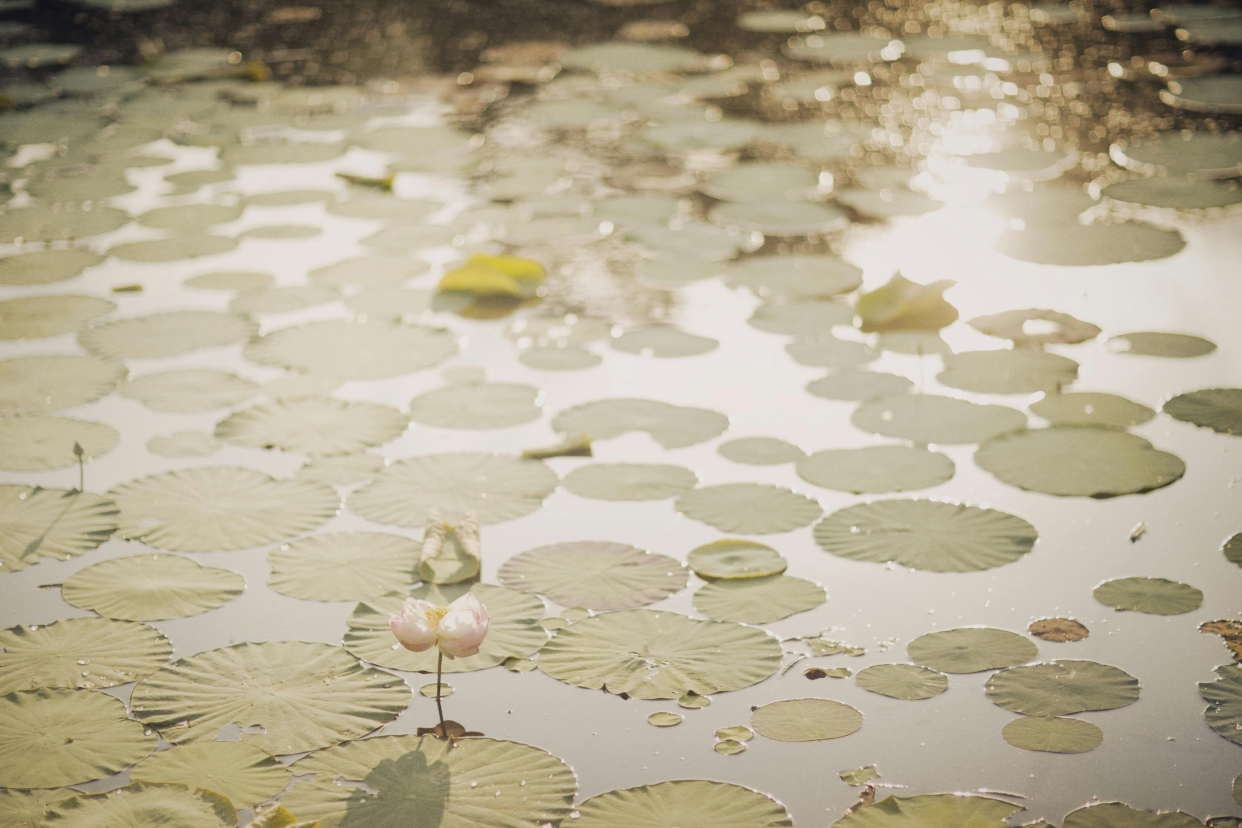 High Angle Shot of Lily Pads · Free Stock Photo