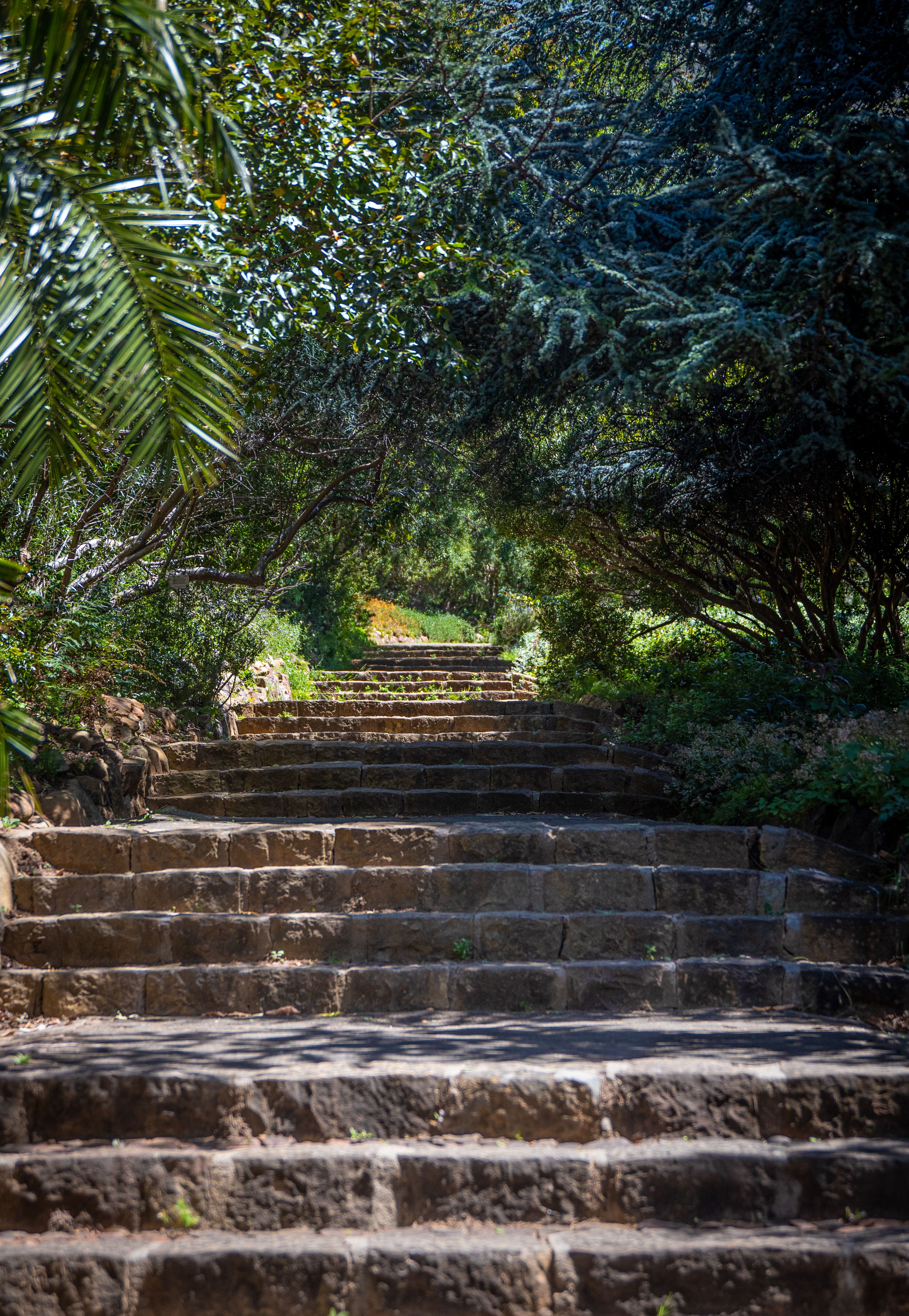 Stone stairs amidst exotic trees in lush garden · Free Stock Photo