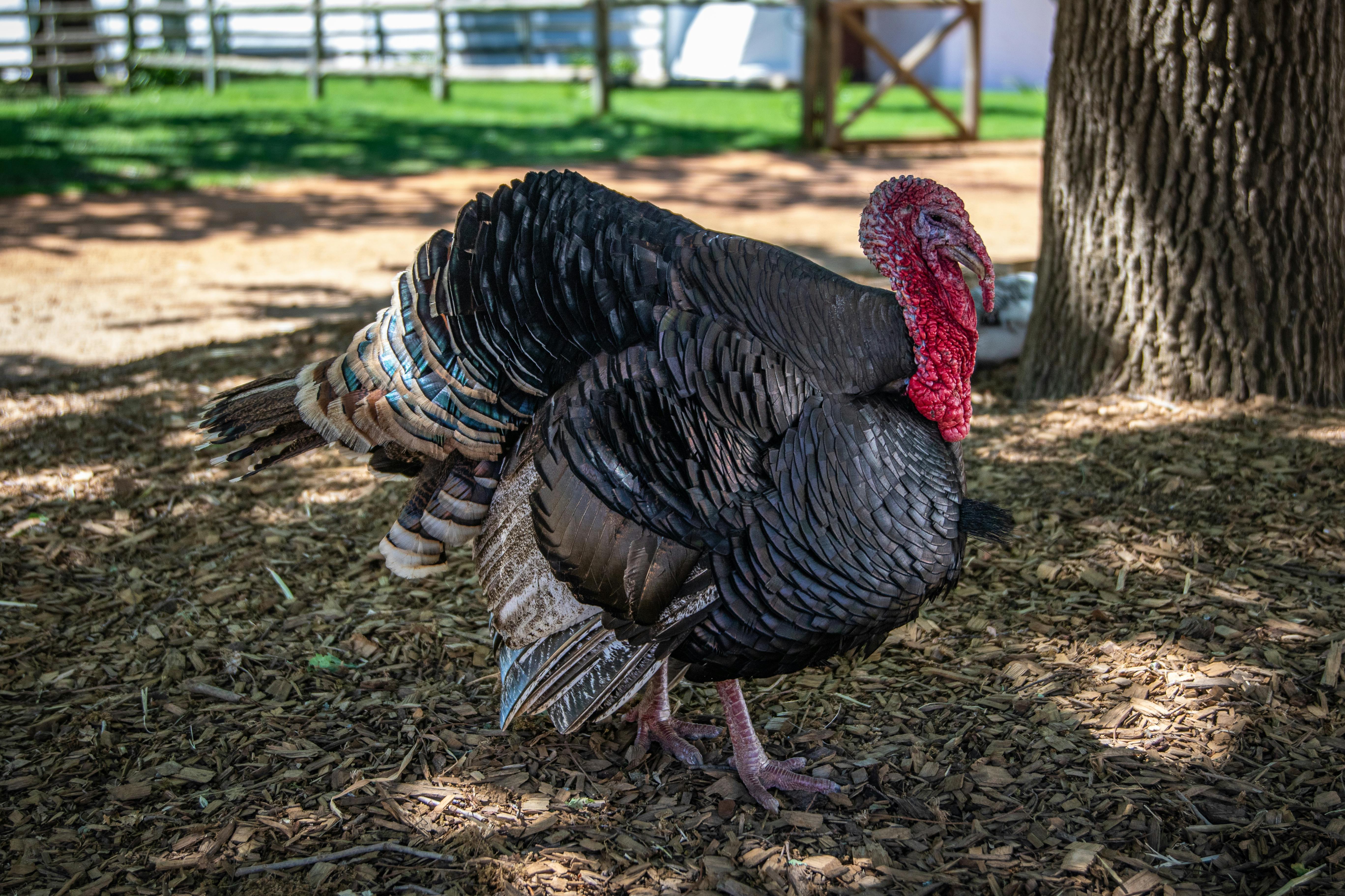 Black Turkey · Free Stock Photo