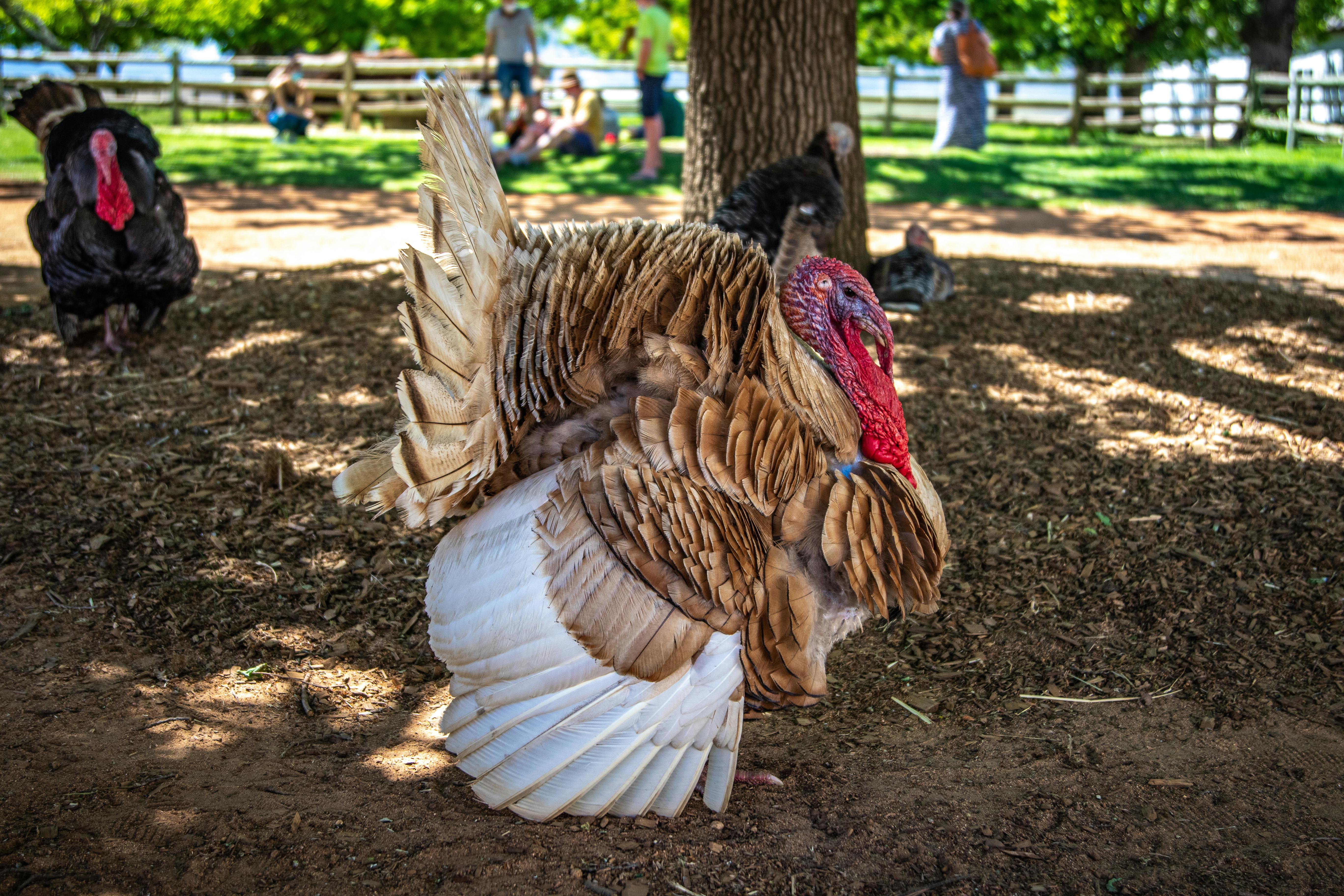 Brown and White Turkey on Ground · Free Stock Photo
