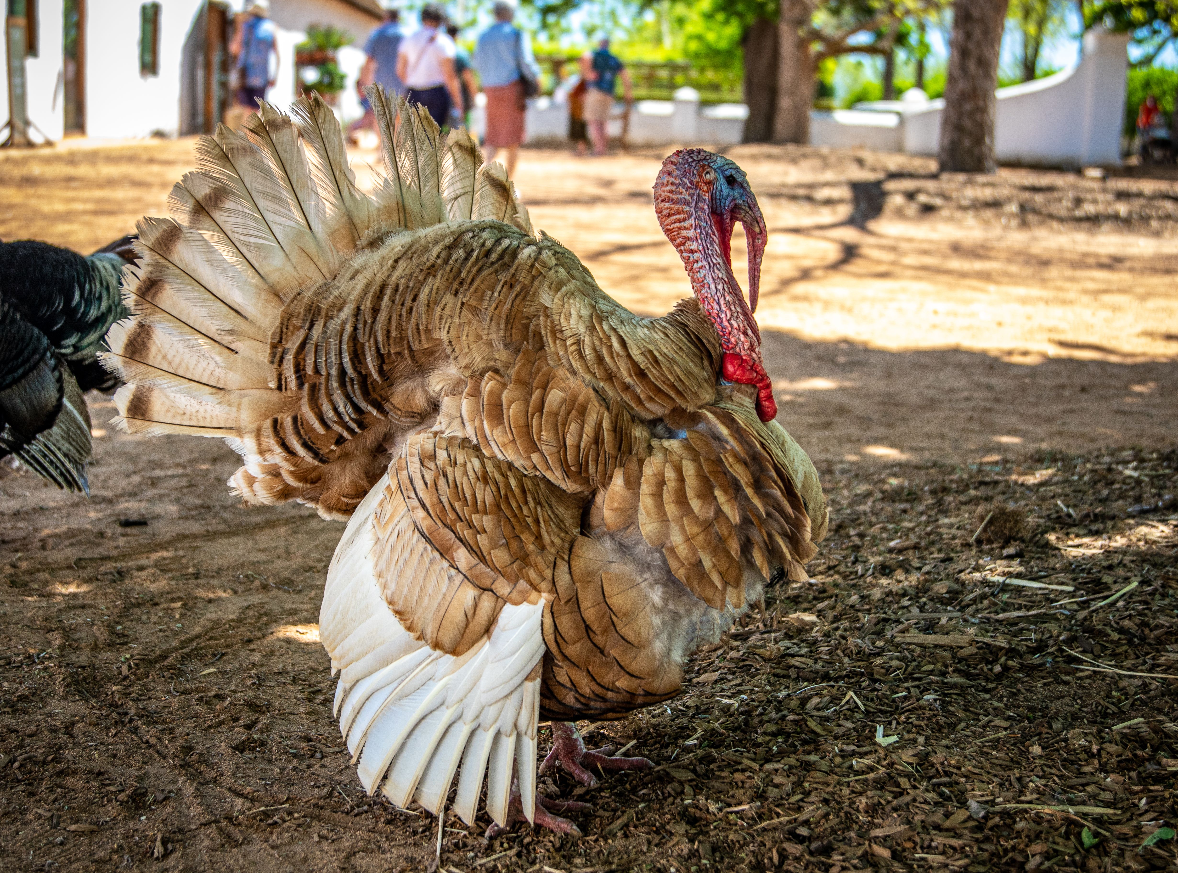 Close Up Photo of a Tukey · Free Stock Photo