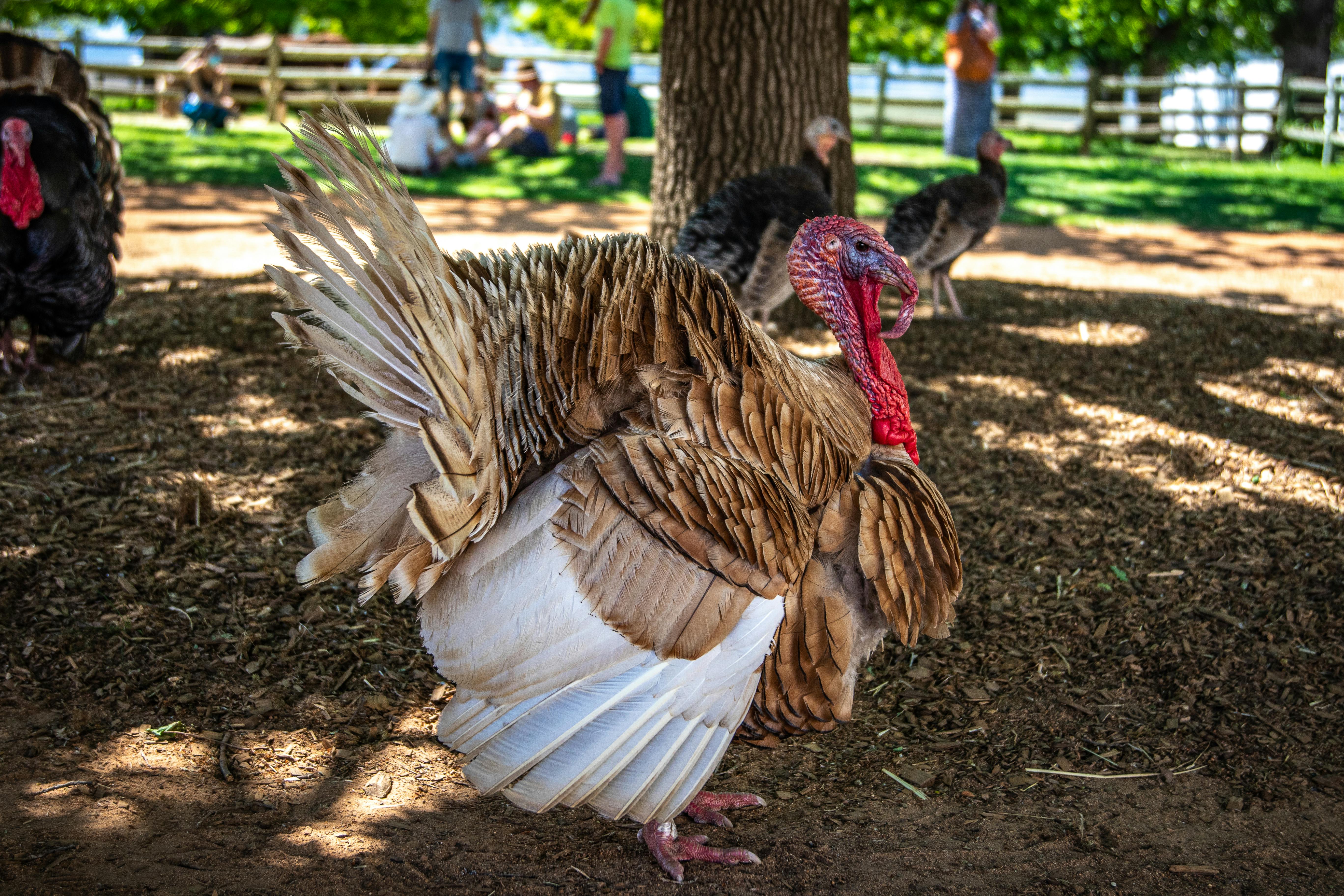 Photo of a Brown and White Turkey · Free Stock Photo