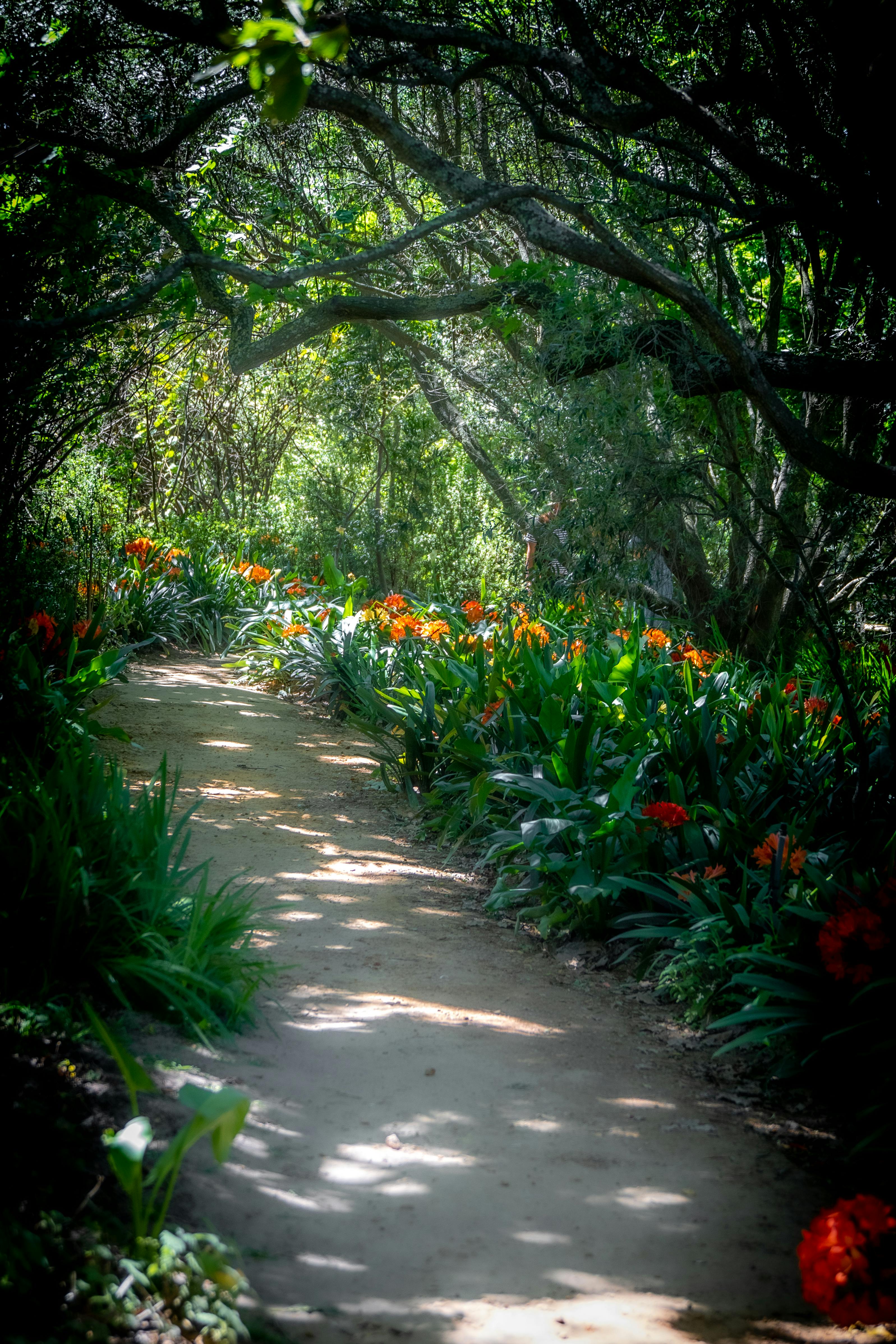 Photo of a Path Between Green Plants and Flowers · Free Stock Photo