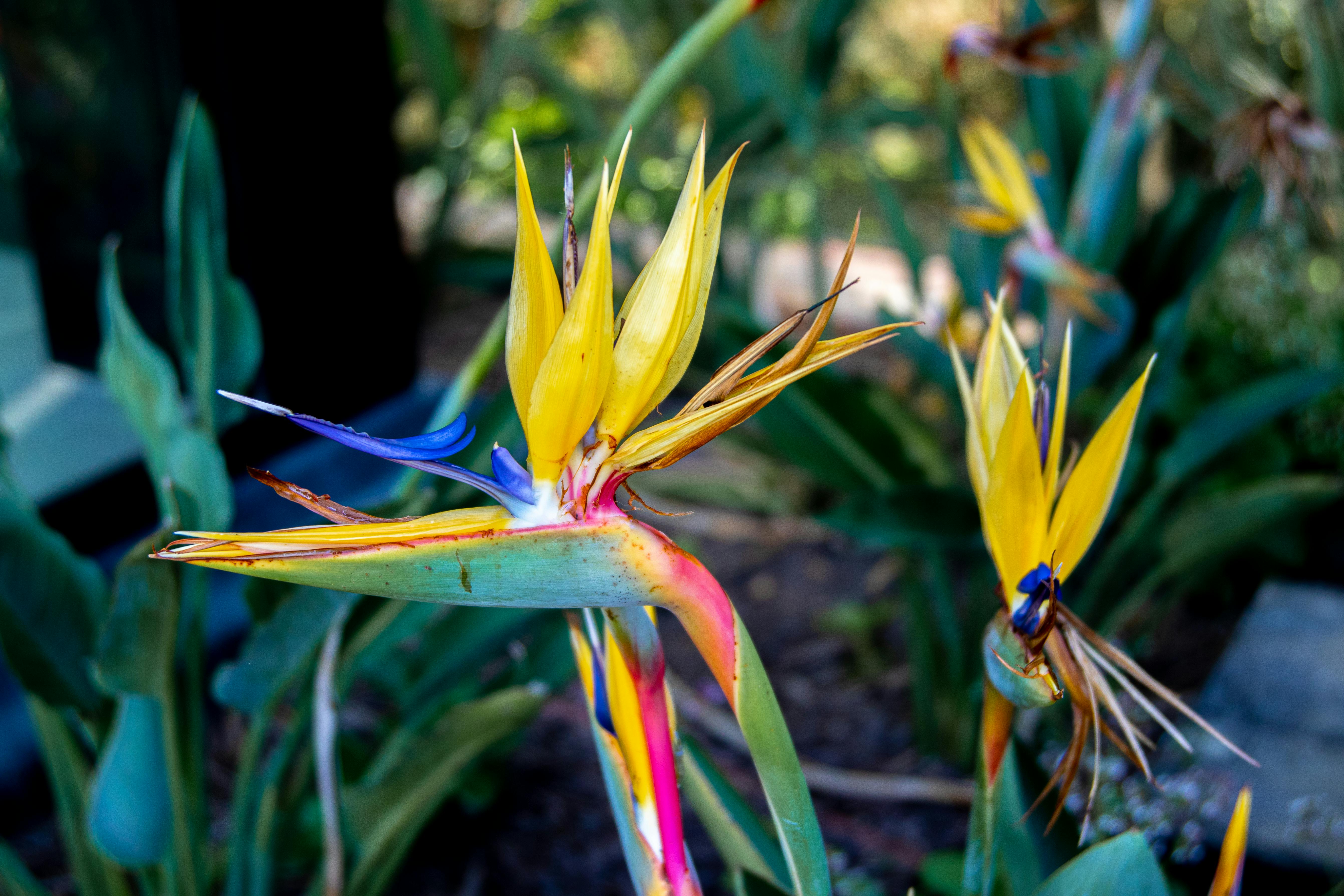 Photograph of Strelitzia Flowers in Bloom · Free Stock Photo