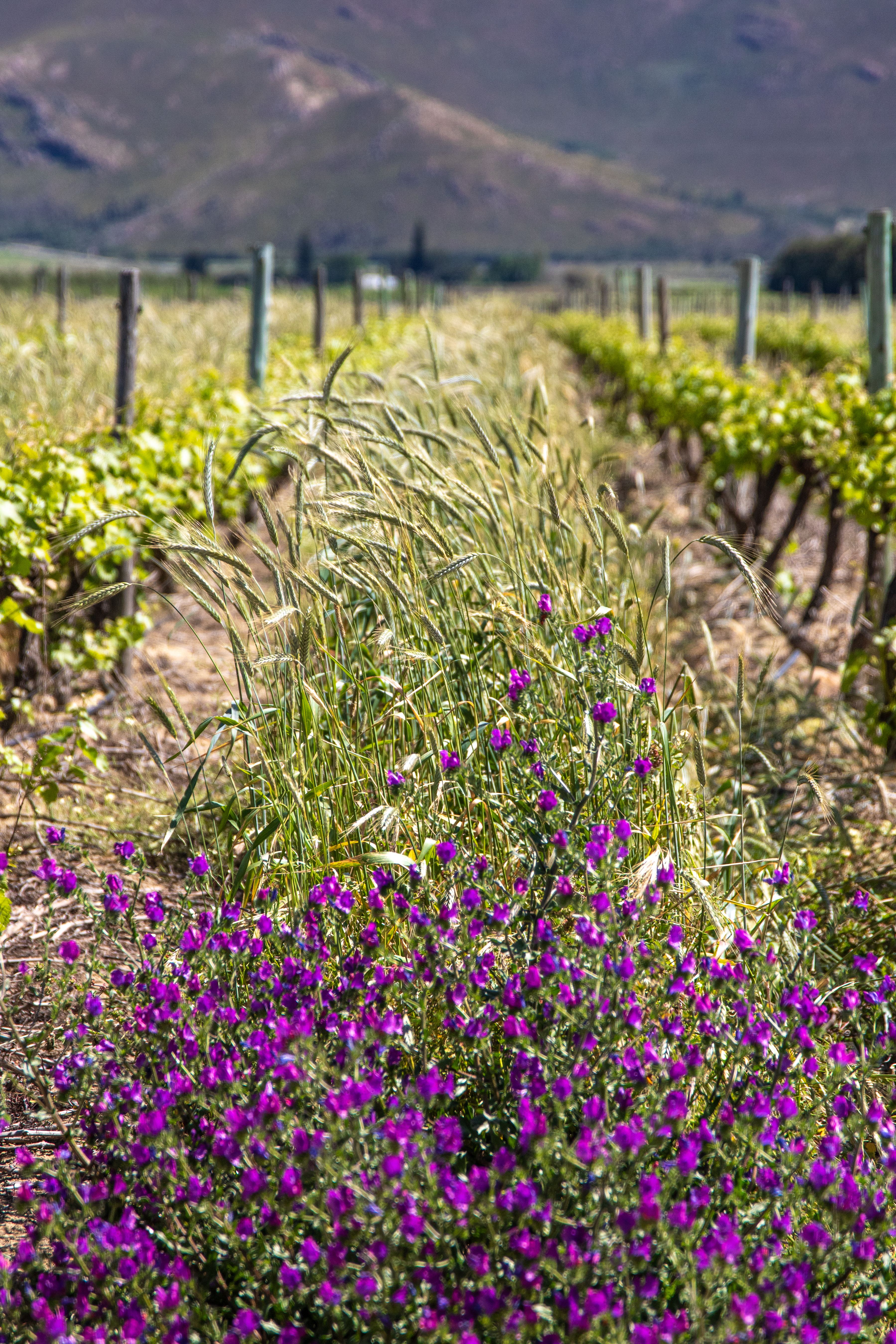 Purple Flowers Beside Grass on Pathway in a Farmland · Free Stock Photo