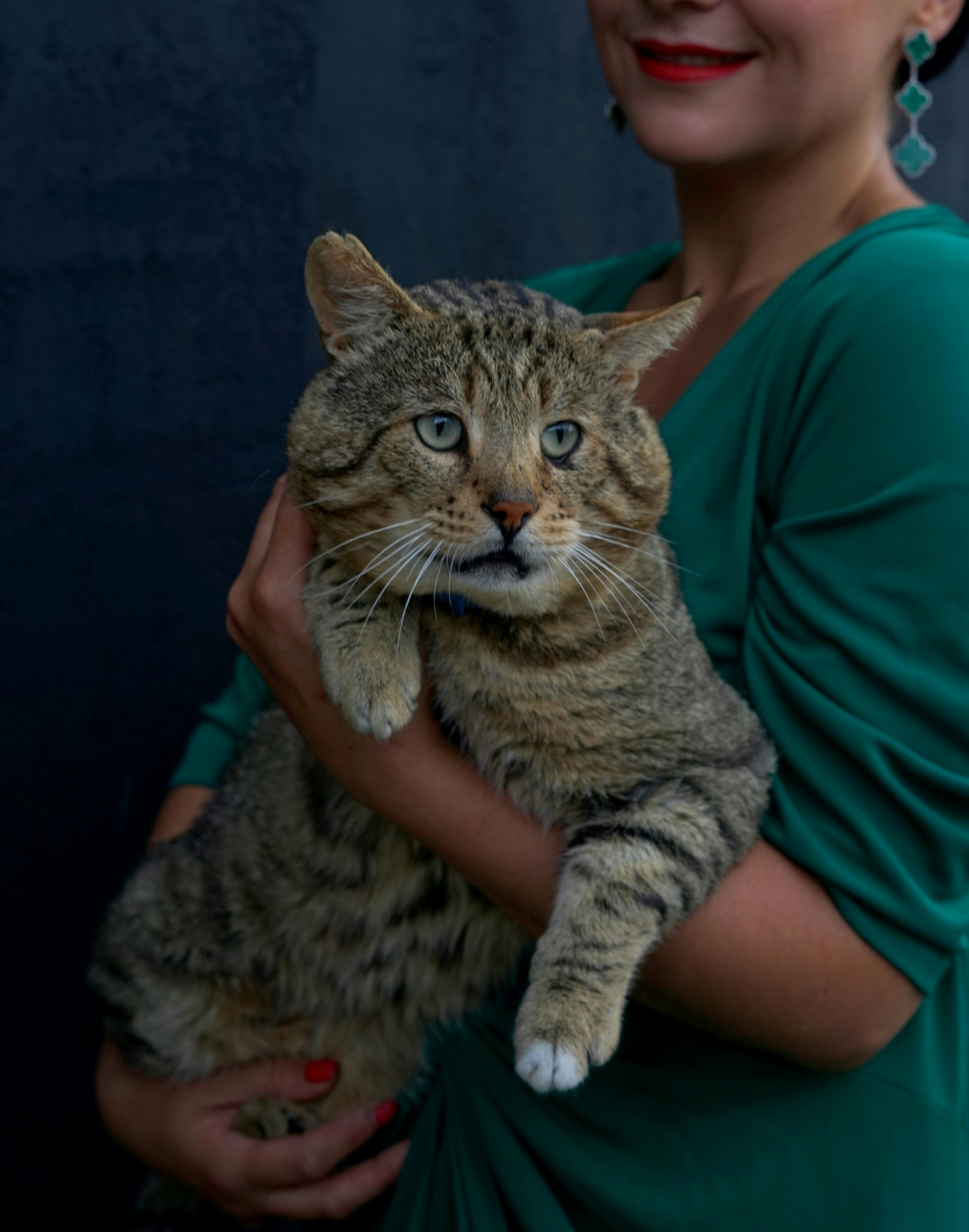 Boy Holding a Cat · Free Stock Photo