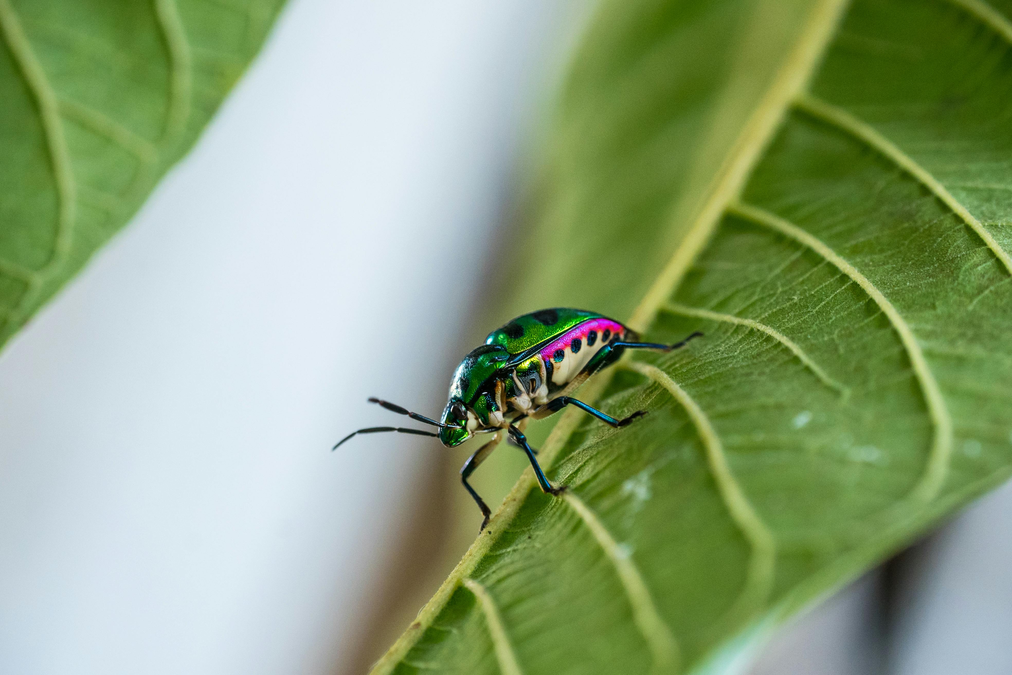 Bah Hum Bug Photos, Download The BEST Free Bah Hum Bug Stock Photos ...