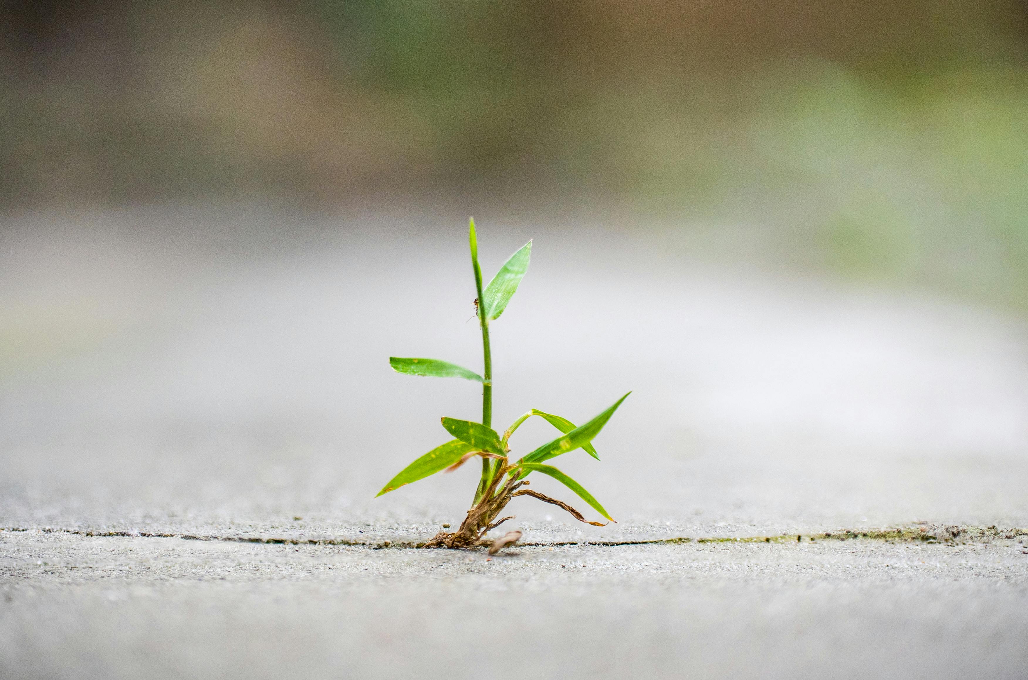 Seedling On Pavement Photos, Download The BEST Free Seedling On ...