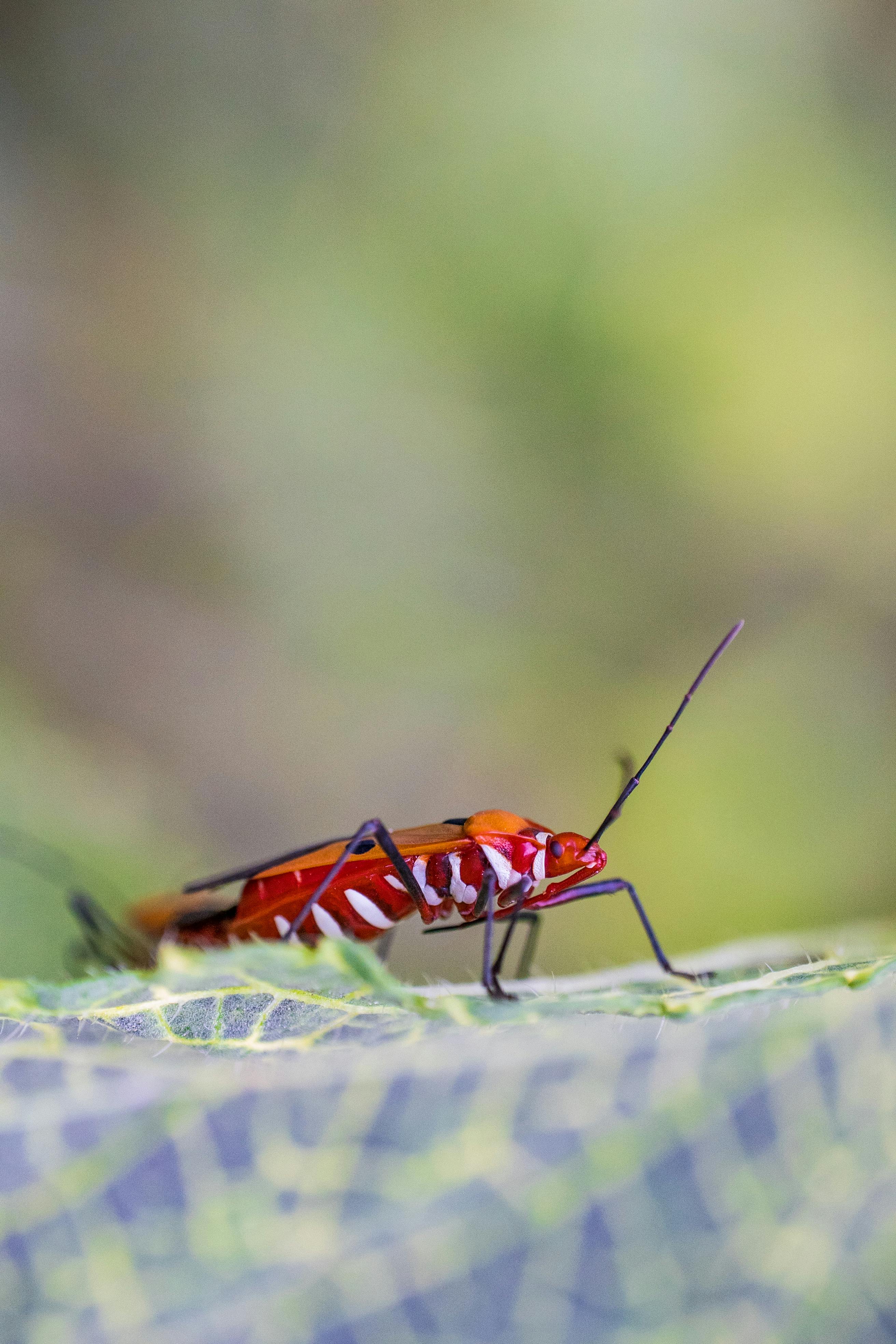 A Dysdercus Cingulatus in Close Up Photography · Free Stock Photo