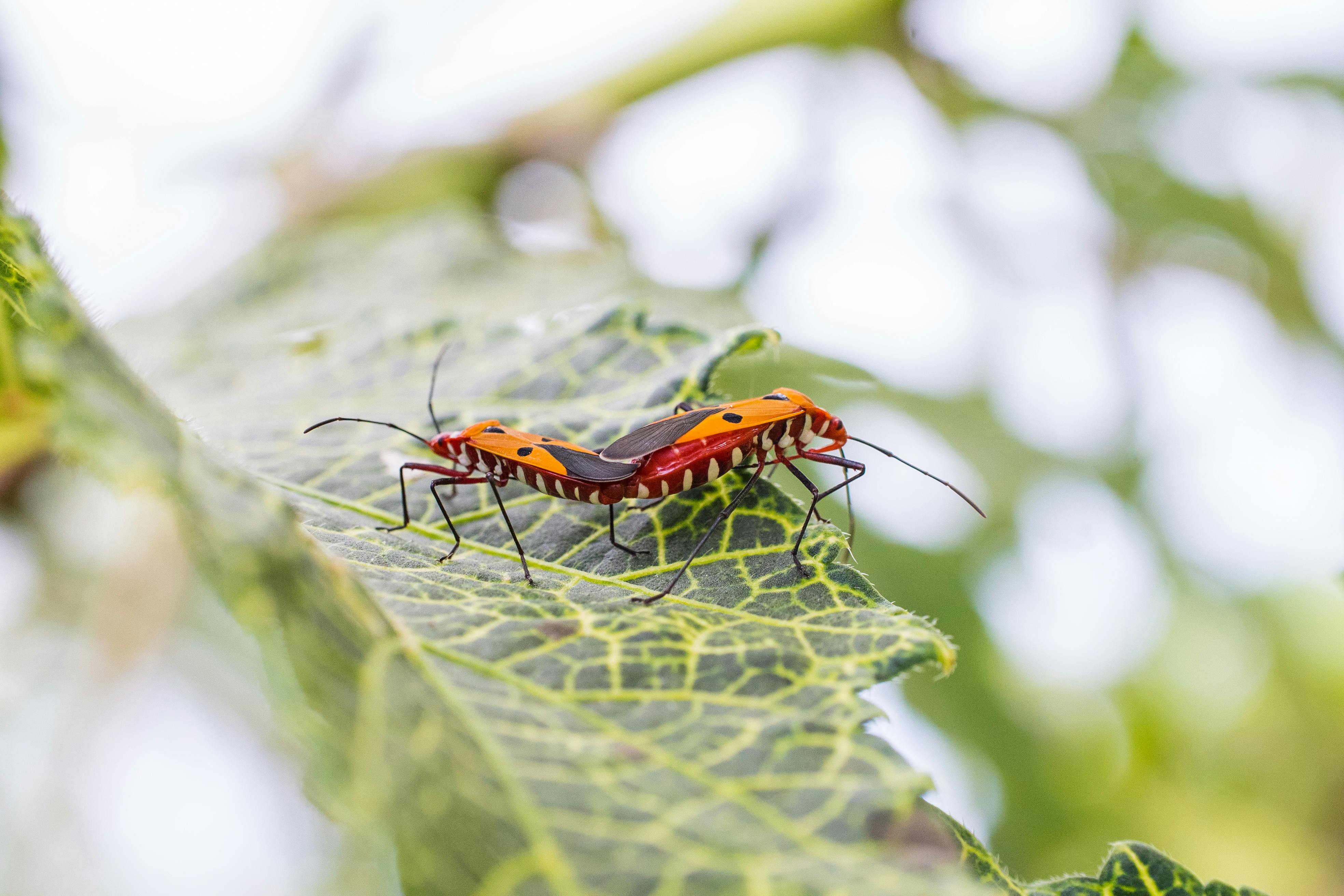 A Two Dysdercus Cingulatus on a Leaf · Free Stock Photo