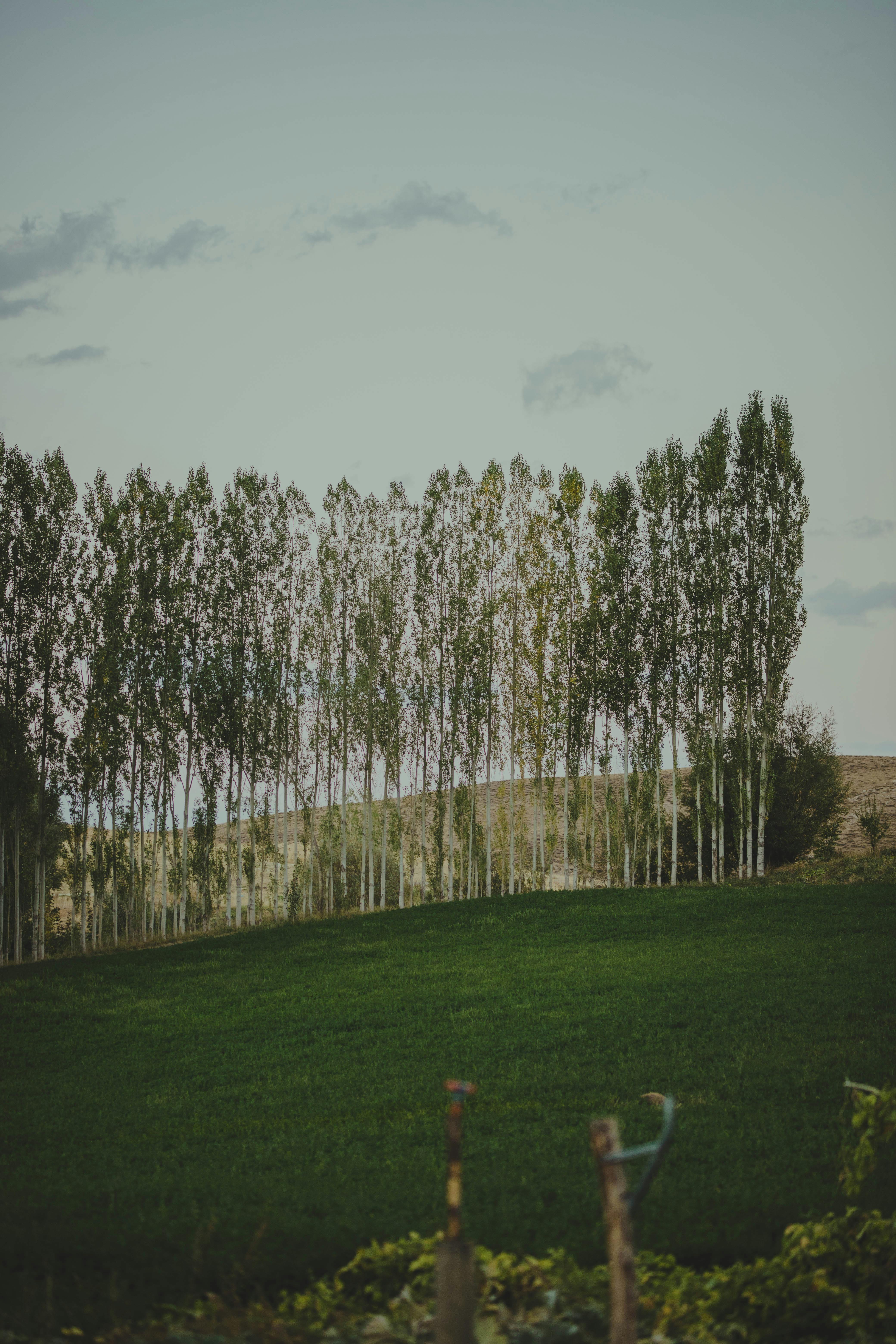 Green Grass Field With Trees · Free Stock Photo