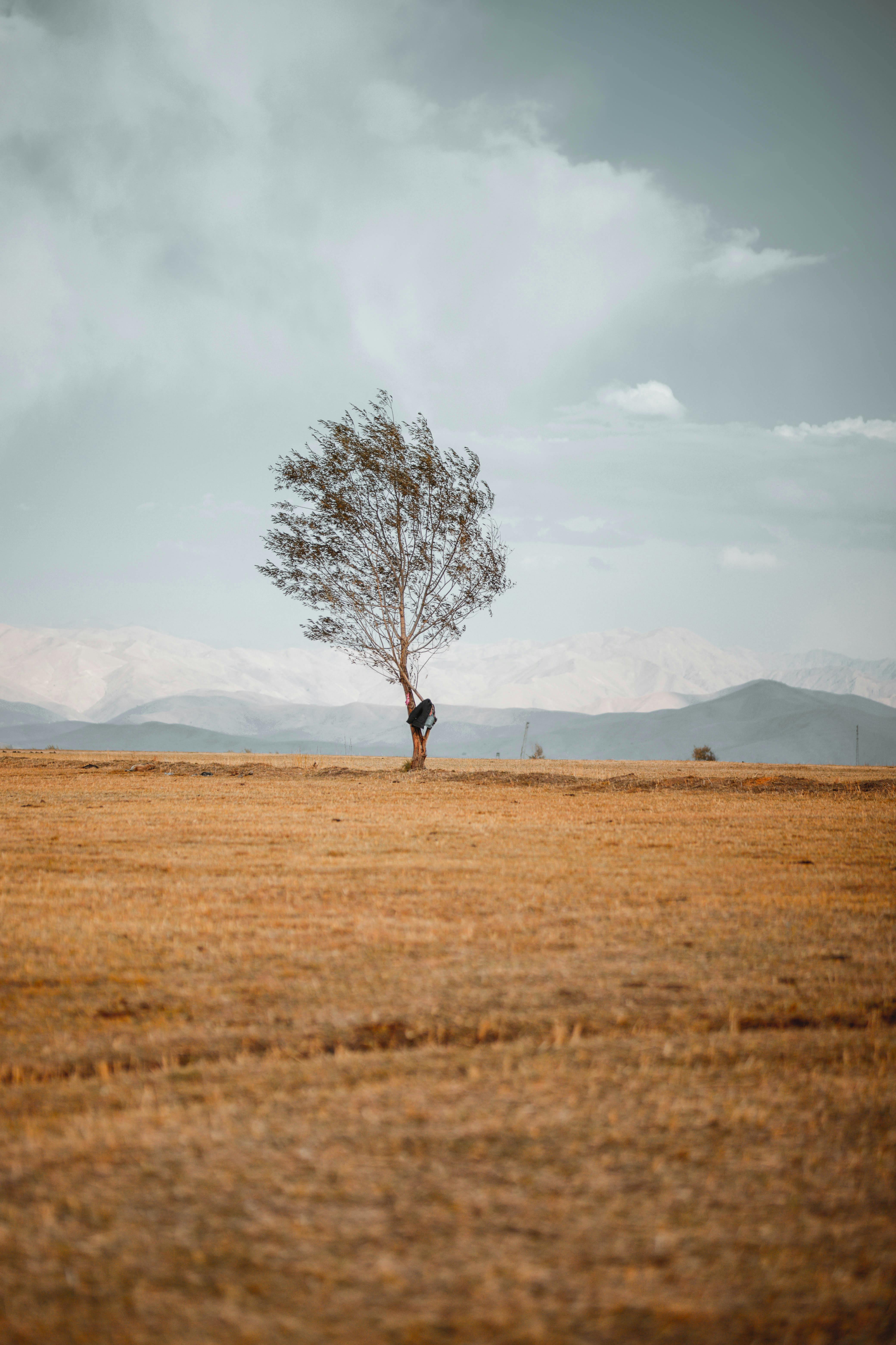 A Tree in an Open Field · Free Stock Photo