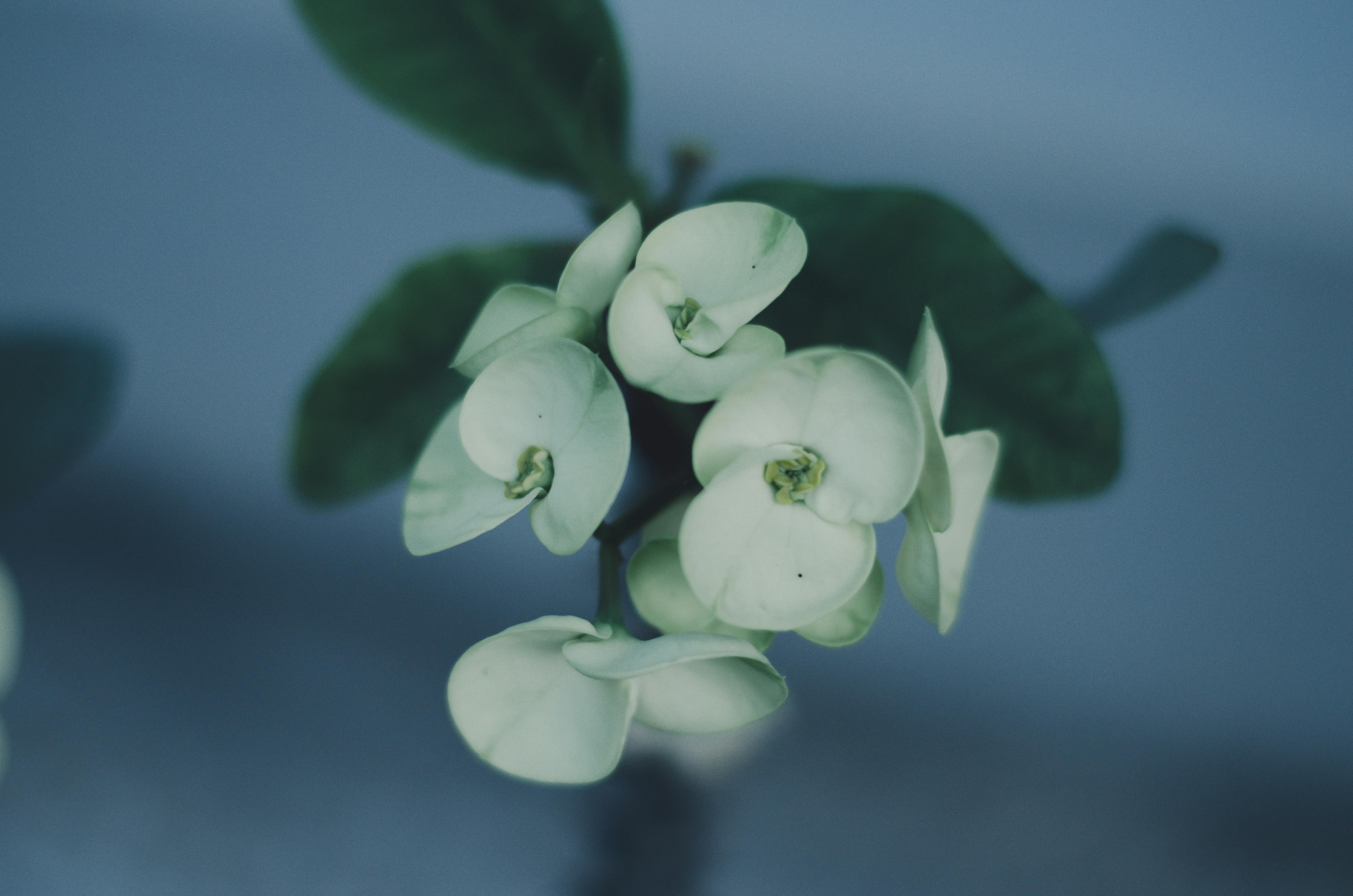 Free stock photo of abstract photo, Adobe Photoshop, background image