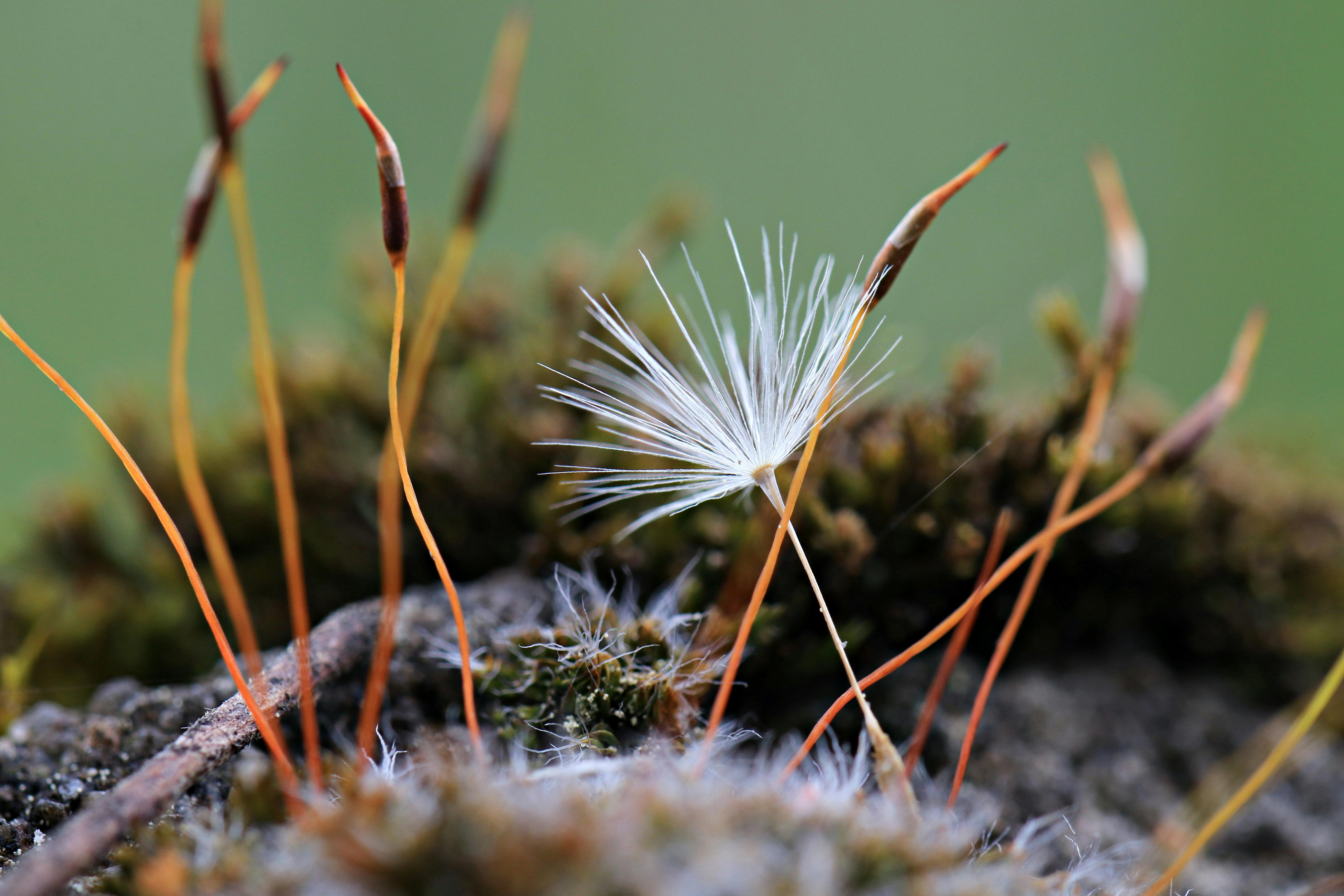 Close-up of a Delicate Plant with White Needles · Free Stock Photo