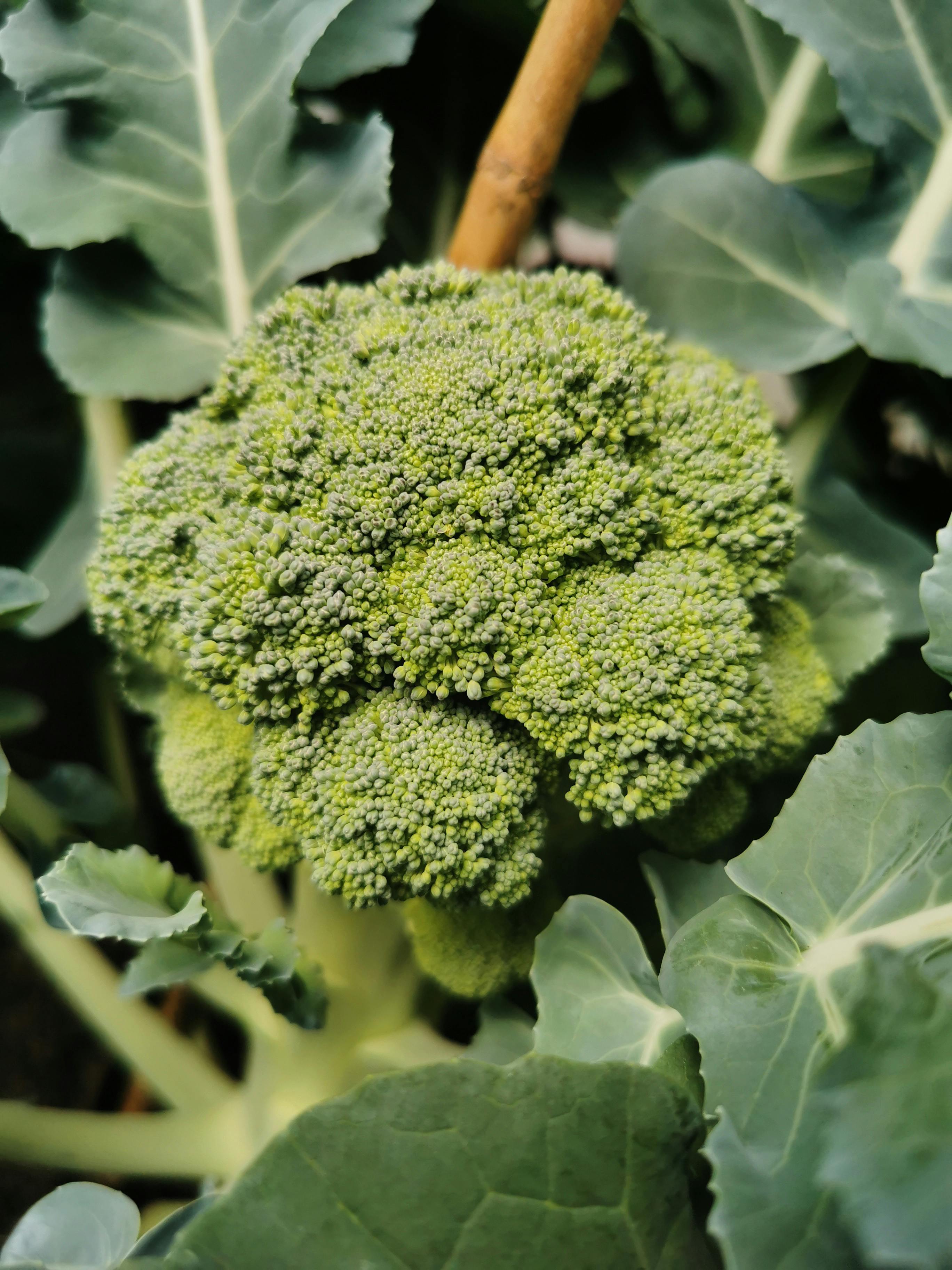 Green Broccoli in Close Up Photography · Free Stock Photo